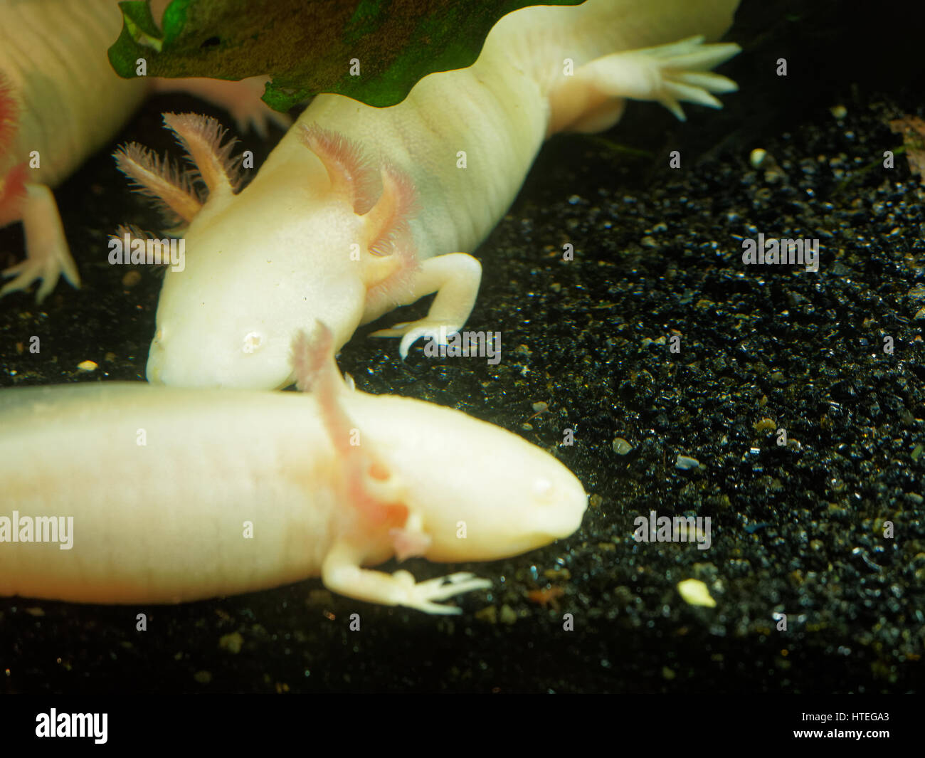 Axolotl messicano immagini e fotografie stock ad alta risoluzione - Alamy