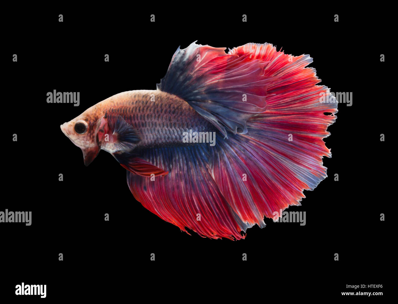Coda di betta betta immagini e fotografie stock ad alta risoluzione - Alamy