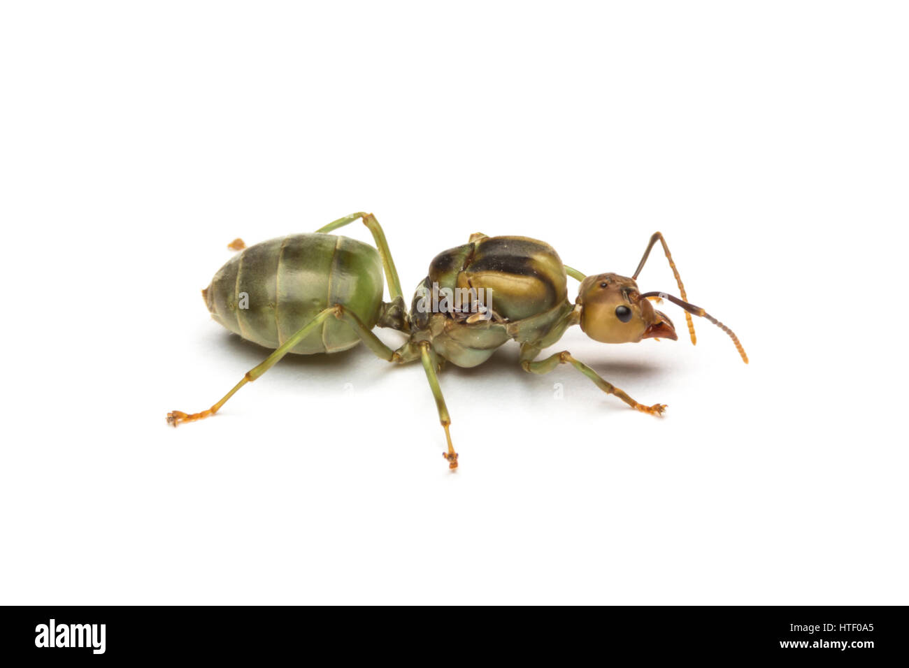 Faccia di formica immagini e fotografie stock ad alta risoluzione - Alamy