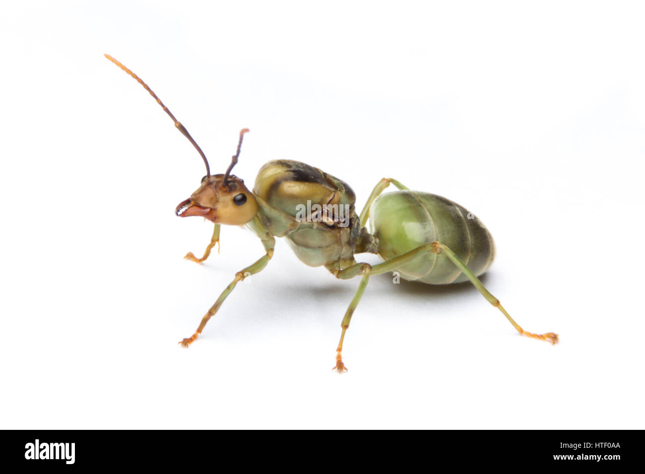 Faccia di formica immagini e fotografie stock ad alta risoluzione - Alamy