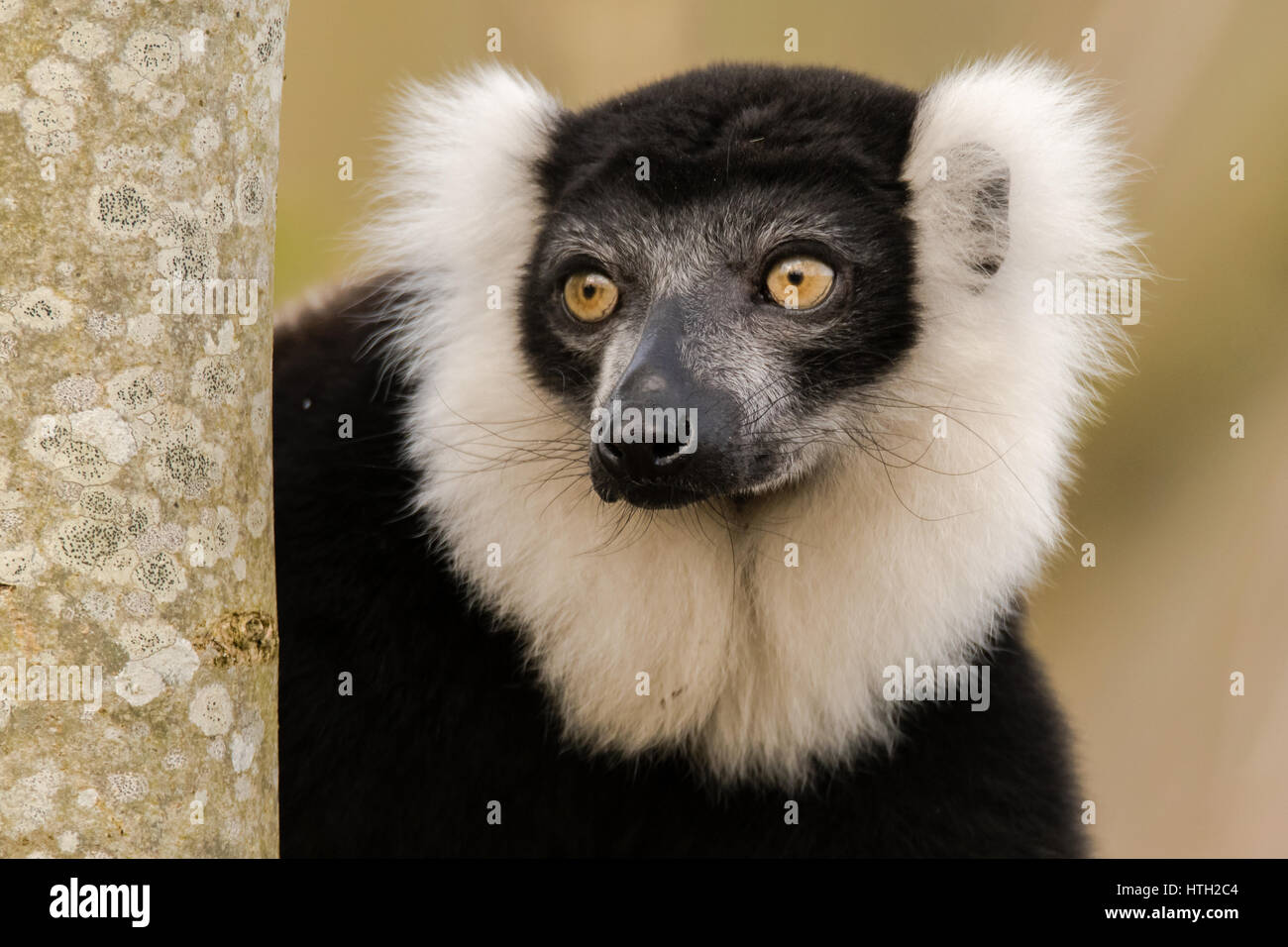 Lemure varecia variegata immagini e fotografie stock ad alta ...