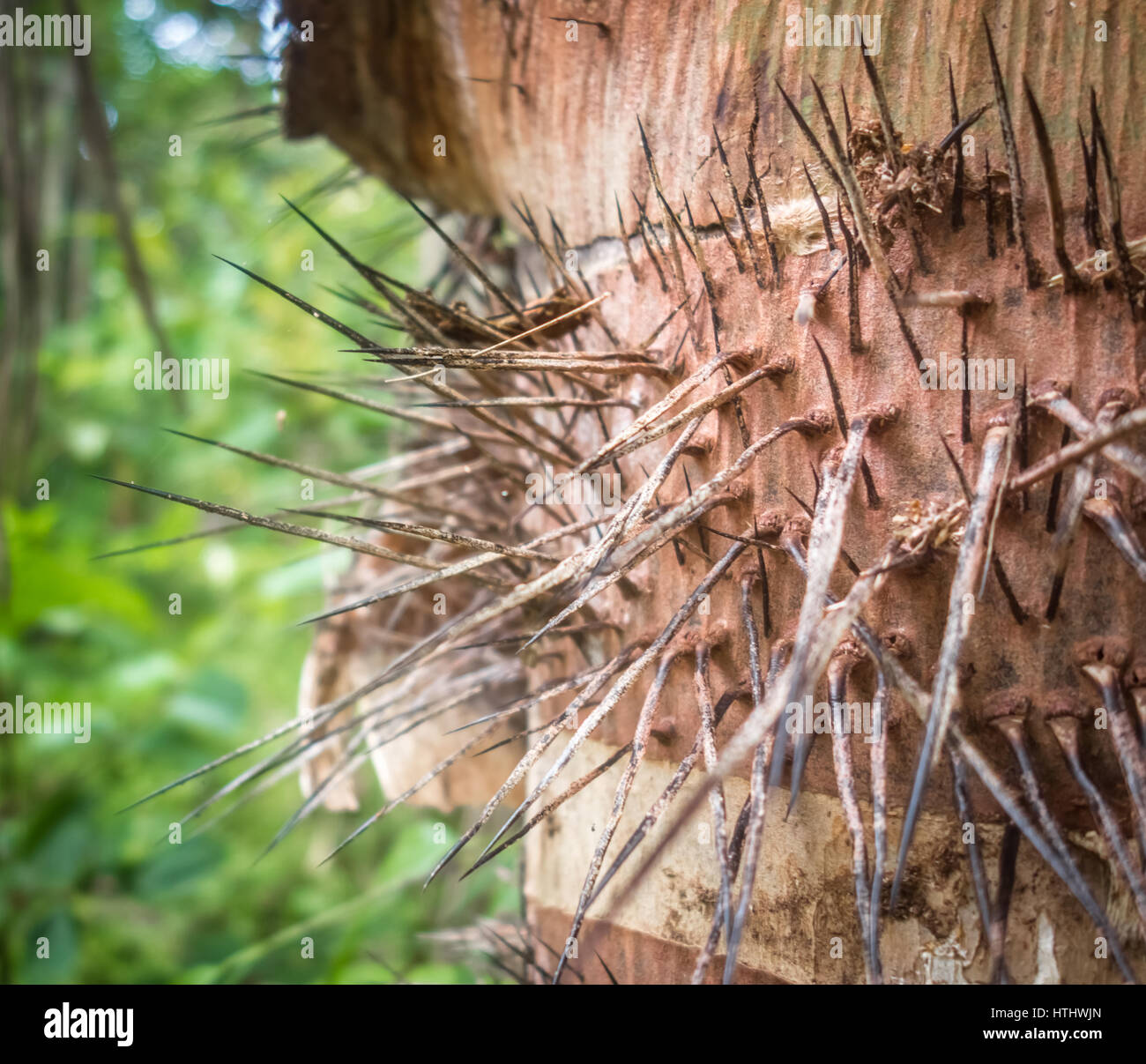 Tronco lungo e sottile immagini e fotografie stock ad alta risoluzione ...