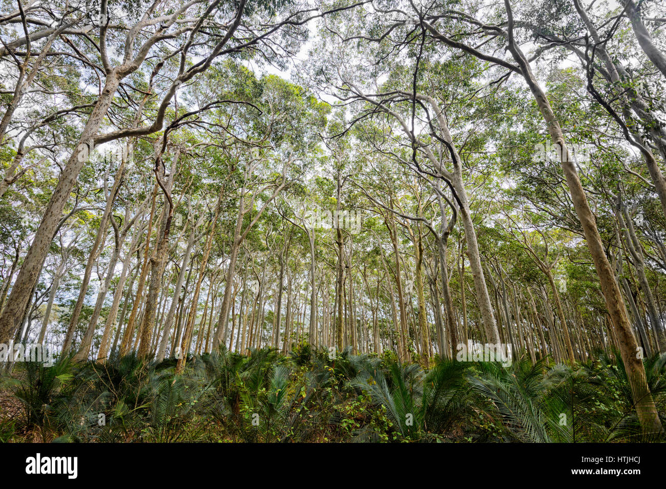 Foresta di alberi di gomma di eucalipto immagini e fotografie stock ad ...