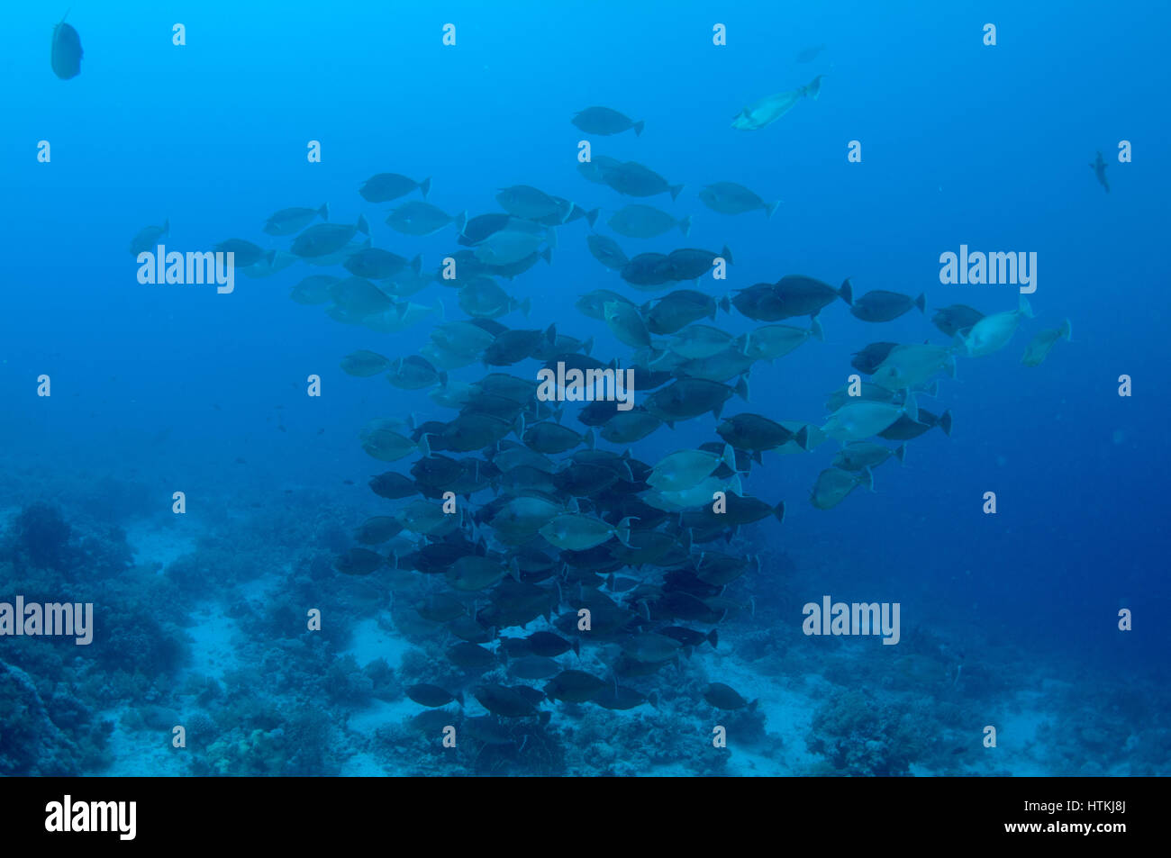Naso lopezi immagini e fotografie stock ad alta risoluzione - Alamy