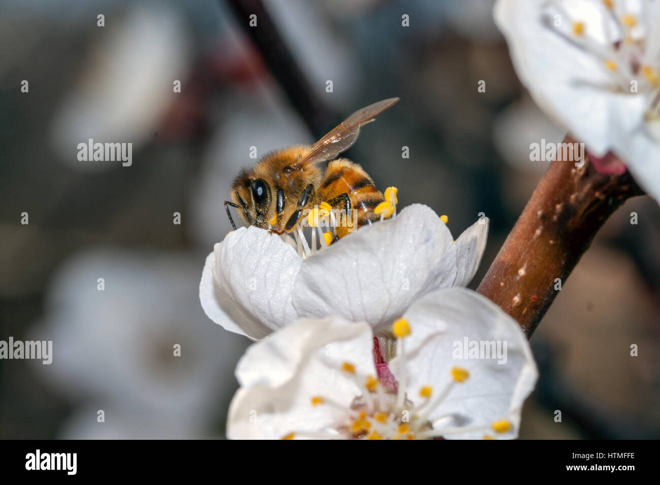 Regno:Animalia Phylum: Arthropoda Classe: Classe Insecta ordine ...