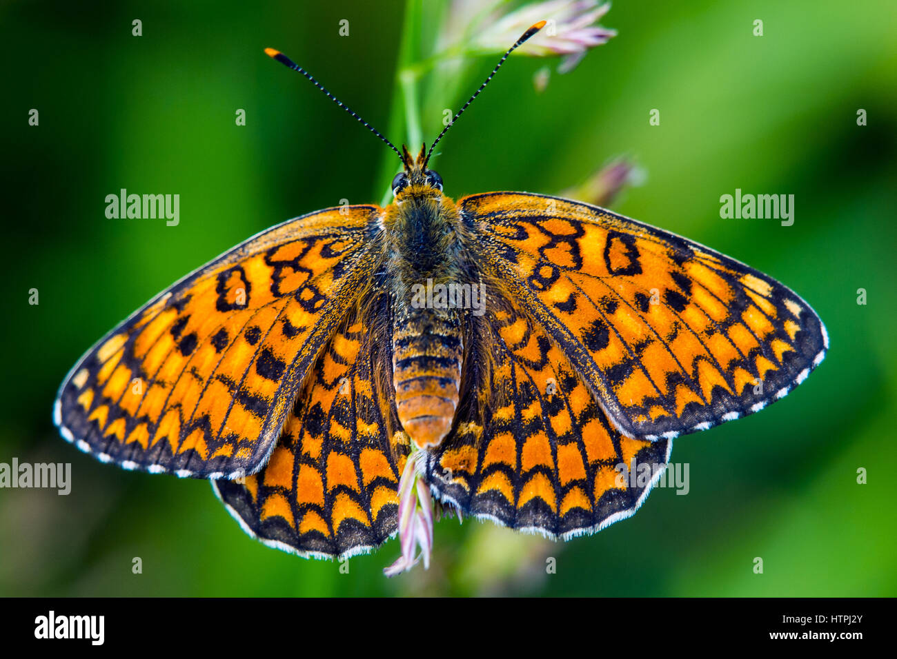 Regno:Animalia Phylum: Arthropoda Classe: Classe Insecta ordine ...