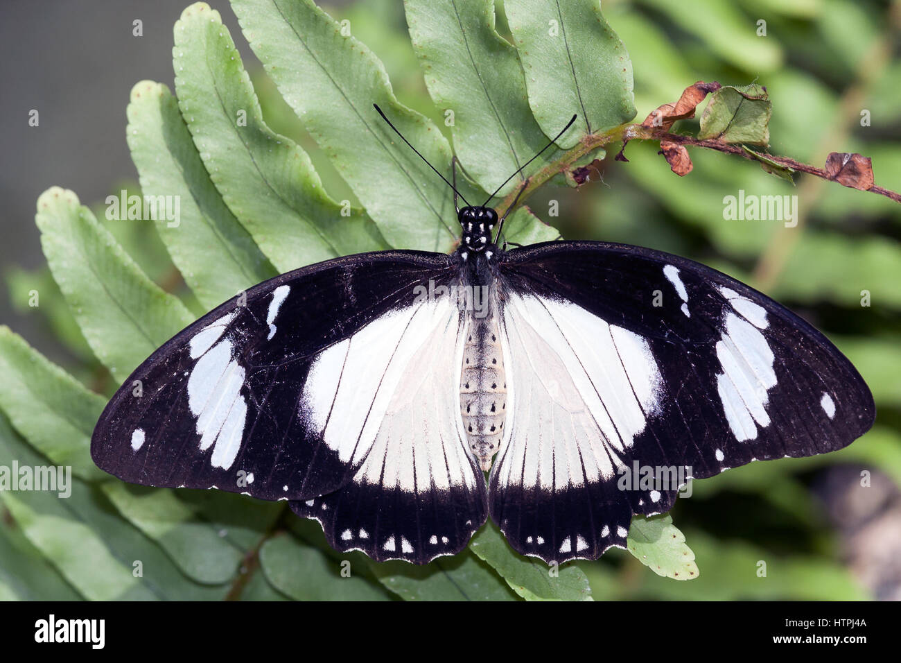 Regno:Animalia Phylum: Arthropoda Classe: Classe Insecta ordine ...
