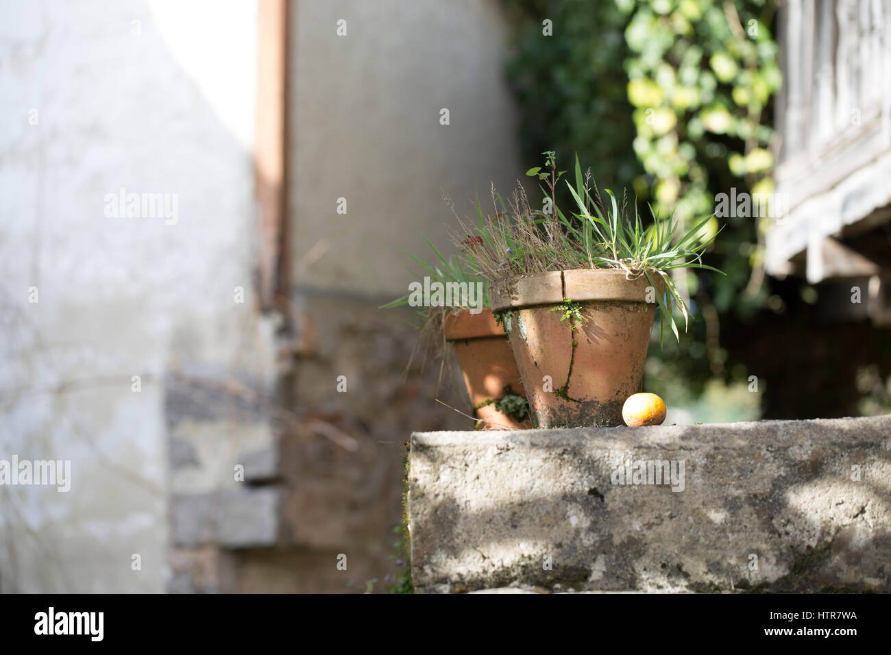 Vaso rotto da giardino immagini e fotografie stock ad alta risoluzione ...