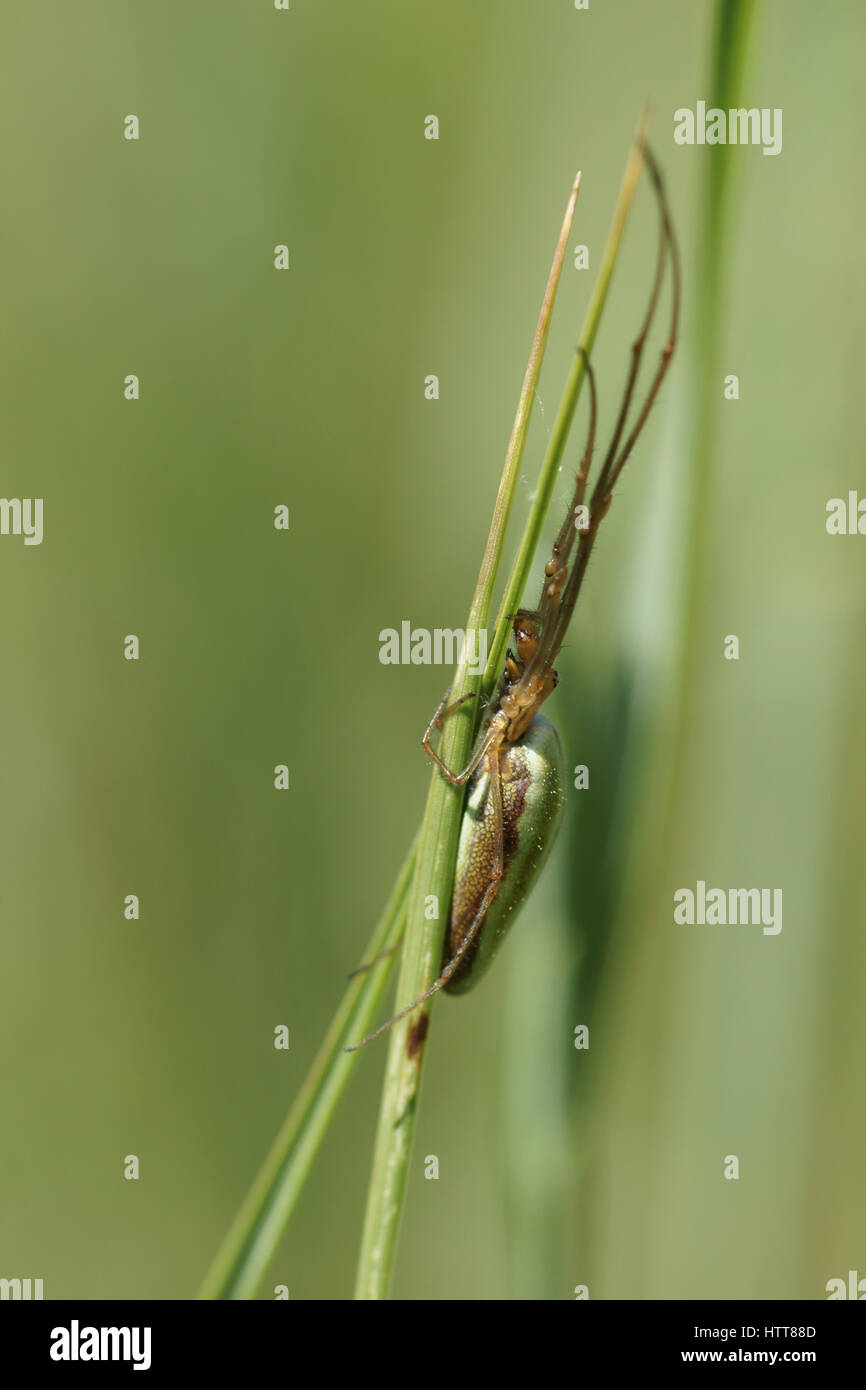 Tetragnatha extensa immagini e fotografie stock ad alta risoluzione - Alamy