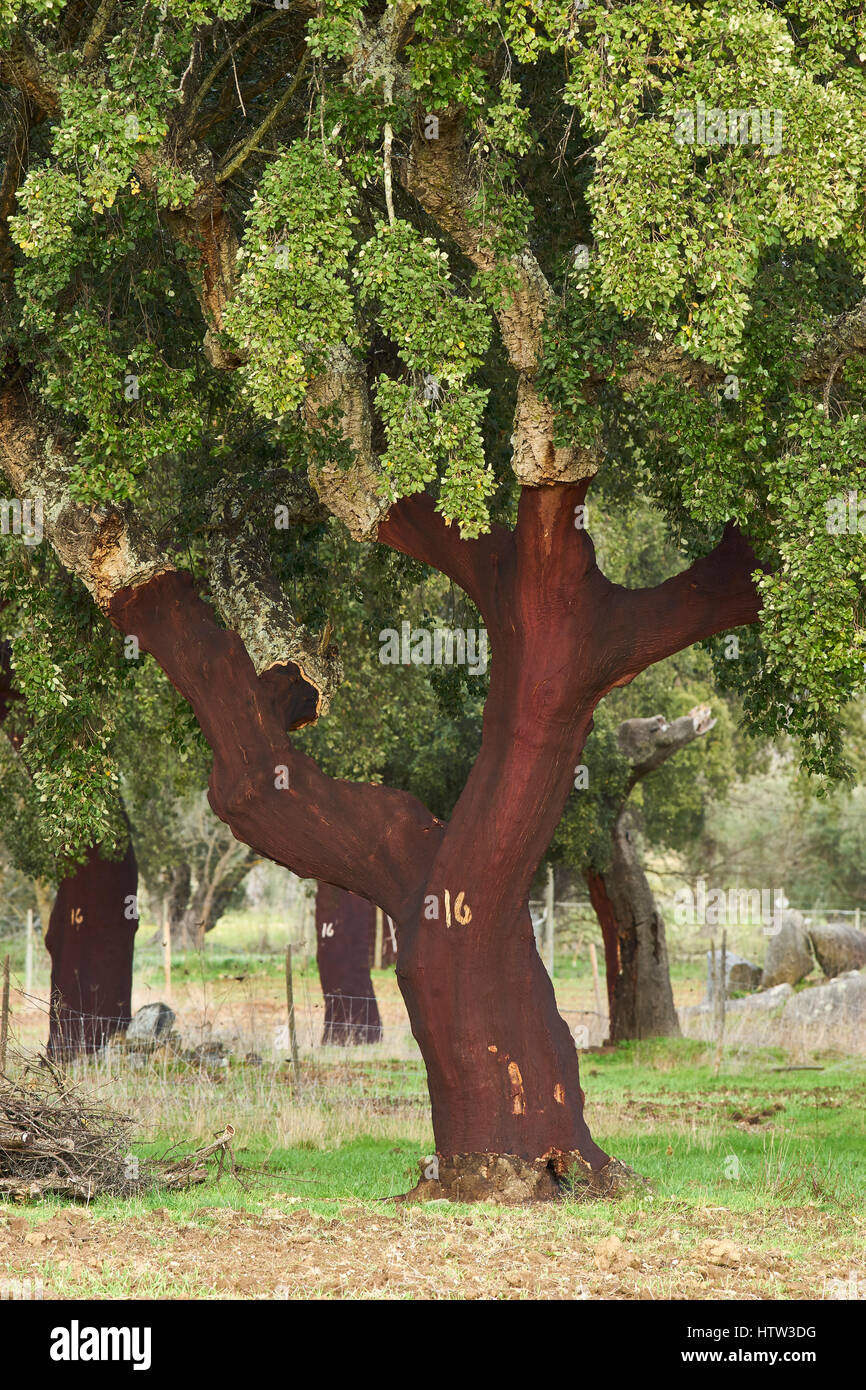 Querce da Sughero, Quercus suber, vicino Monsaraz, Alentejo, Portogallo ...