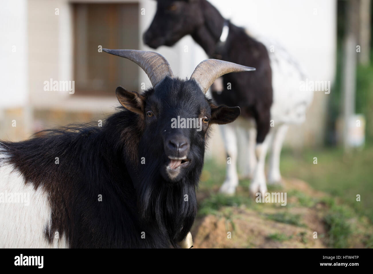Capra maschio immagini e fotografie stock ad alta risoluzione - Alamy