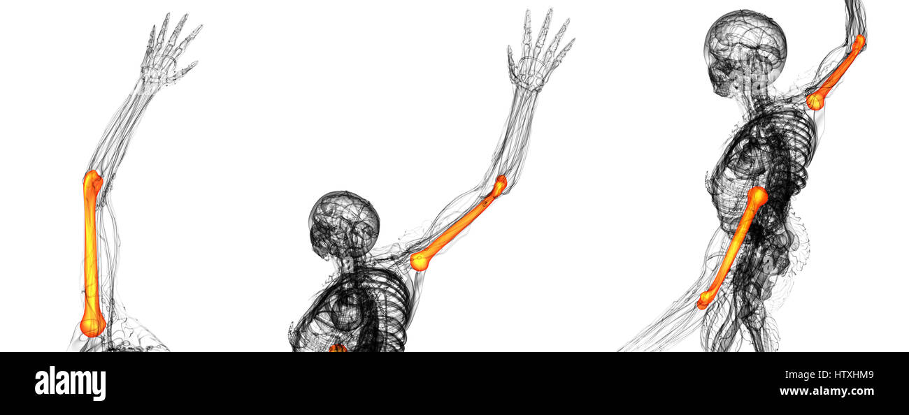 Omero osso immagini e fotografie stock ad alta risoluzione - Alamy