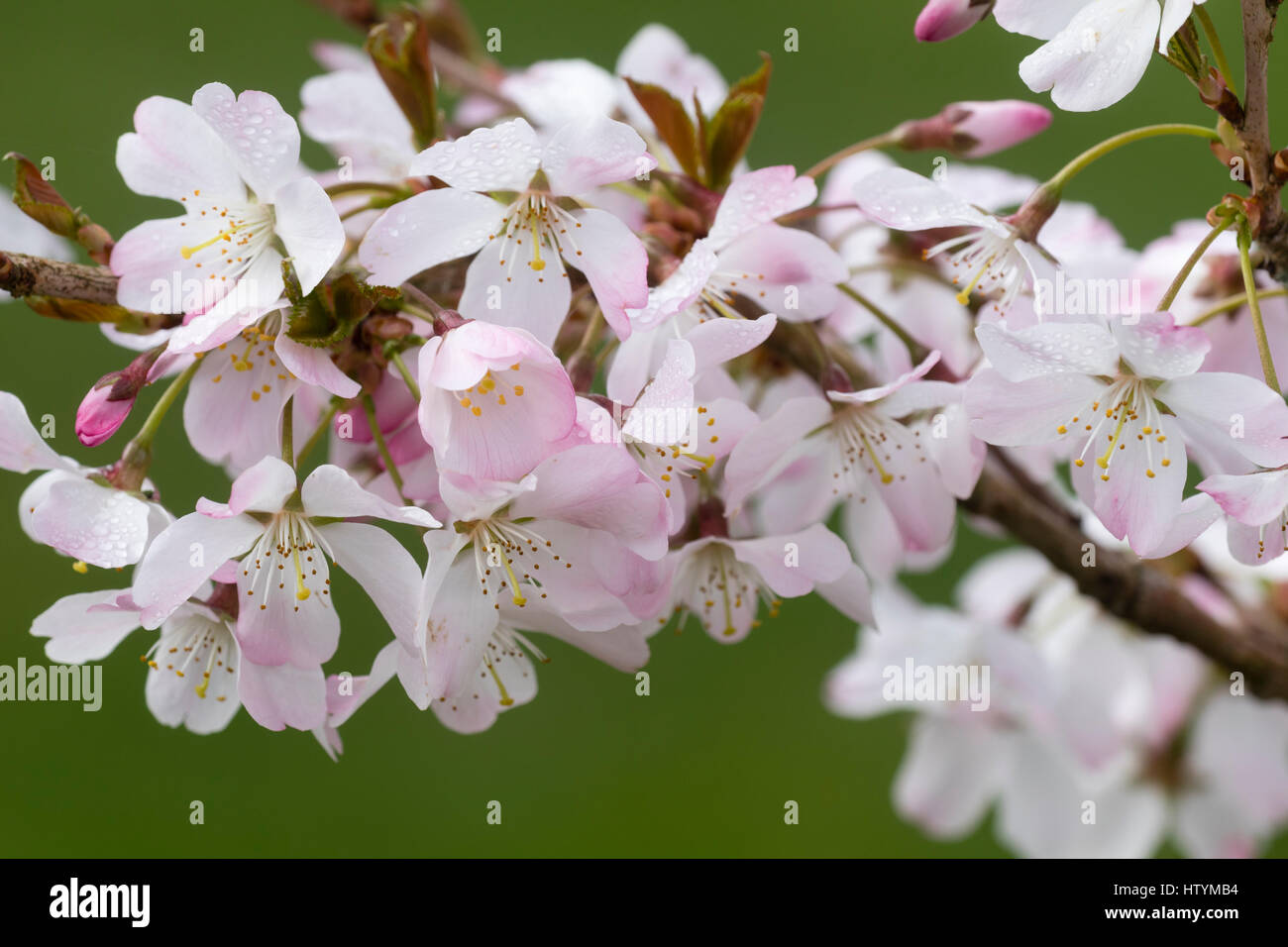 Prunus x pandora immagini e fotografie stock ad alta risoluzione - Alamy