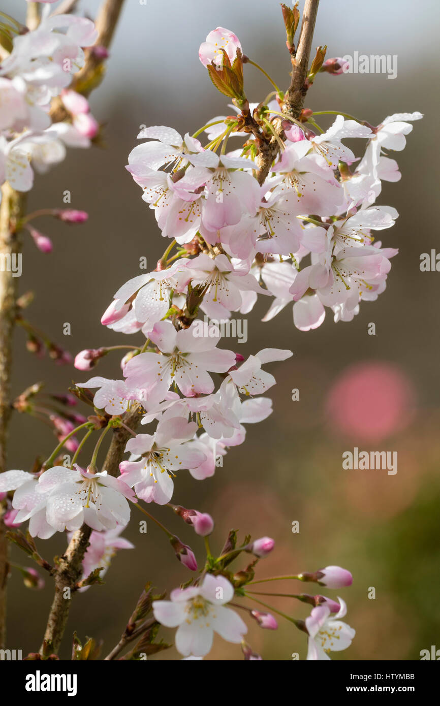 Prunus x pandora immagini e fotografie stock ad alta risoluzione - Alamy