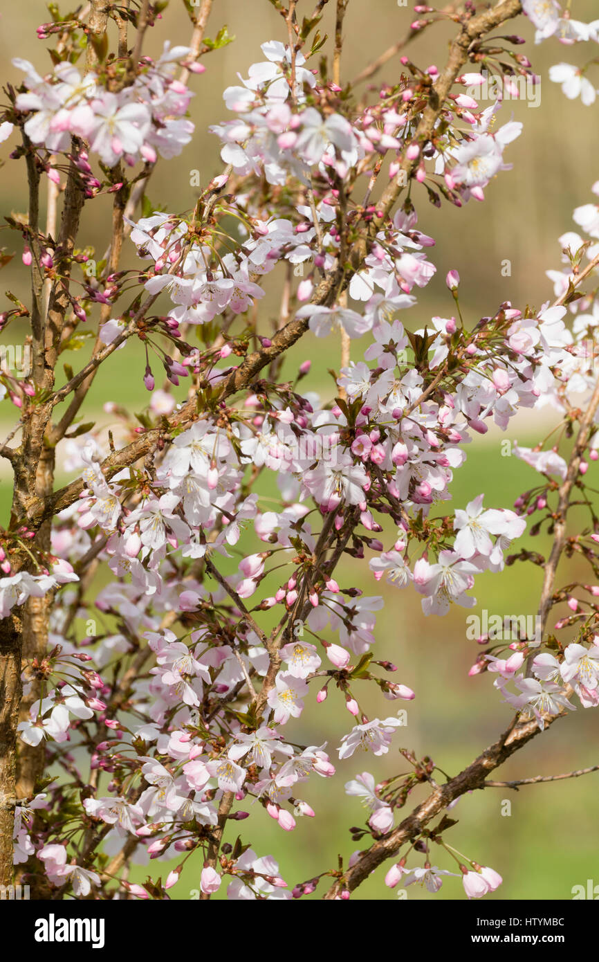 Prunus x pandora immagini e fotografie stock ad alta risoluzione - Alamy