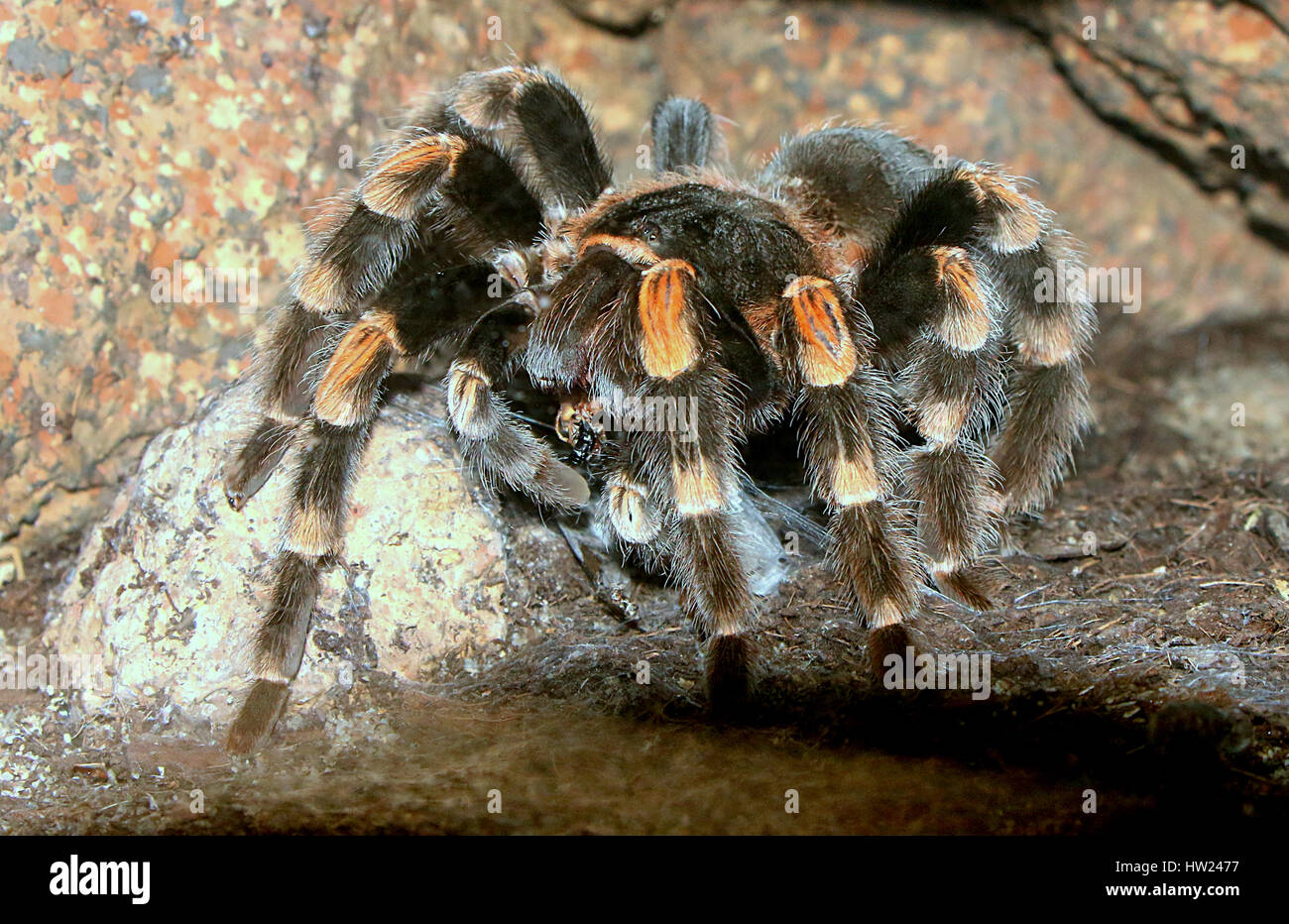 Tarantola colorata immagini e fotografie stock ad alta risoluzione - Alamy