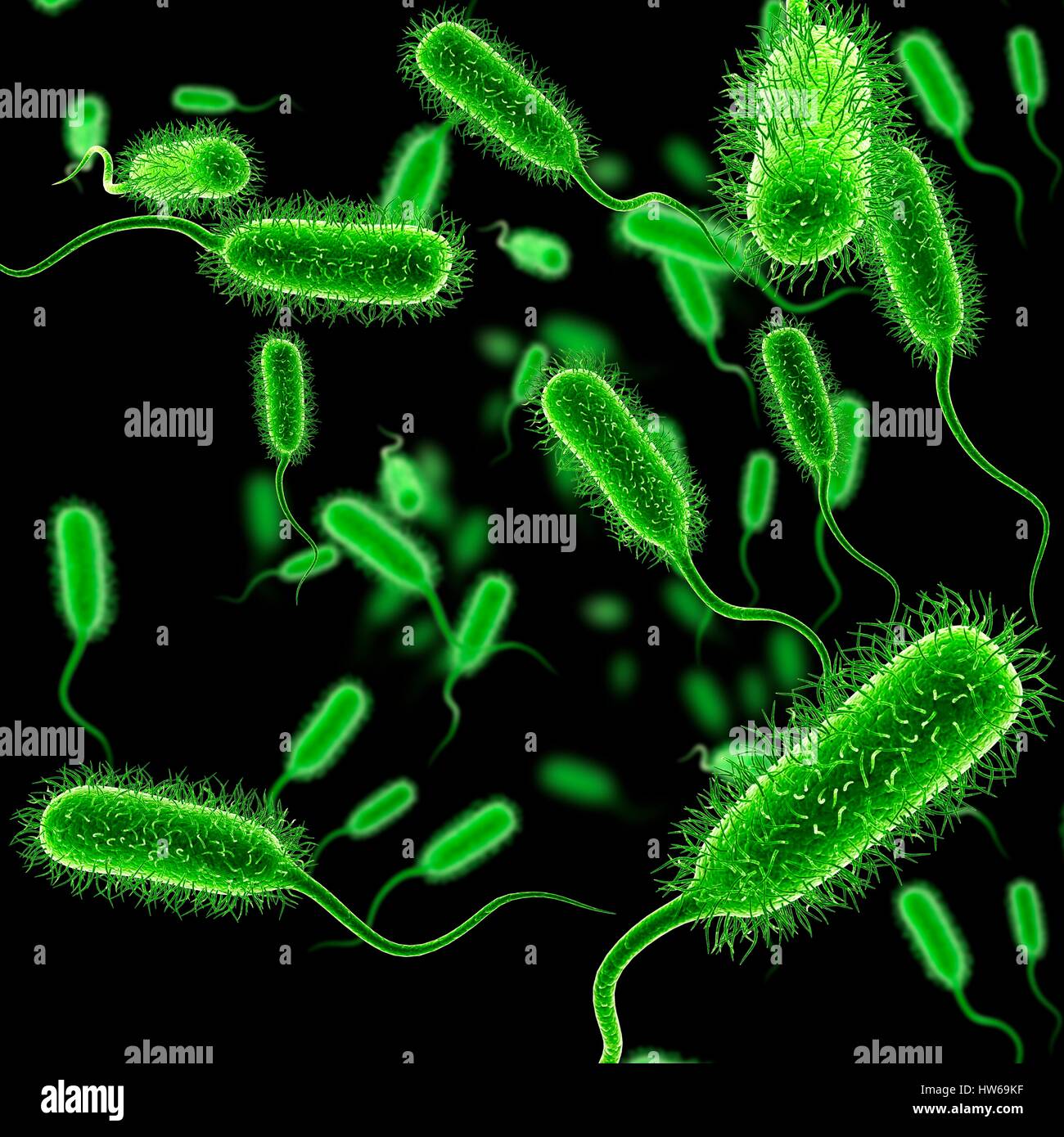 Escherichia Coli Bacterium Immagini e Fotos Stock - Alamy
