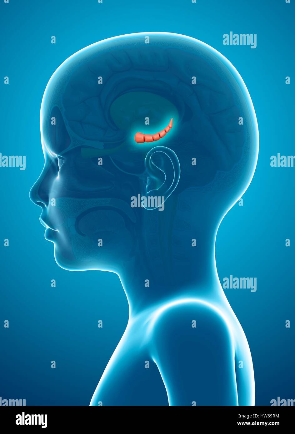 Hippocampus brain immagini e fotografie stock ad alta risoluzione - Alamy