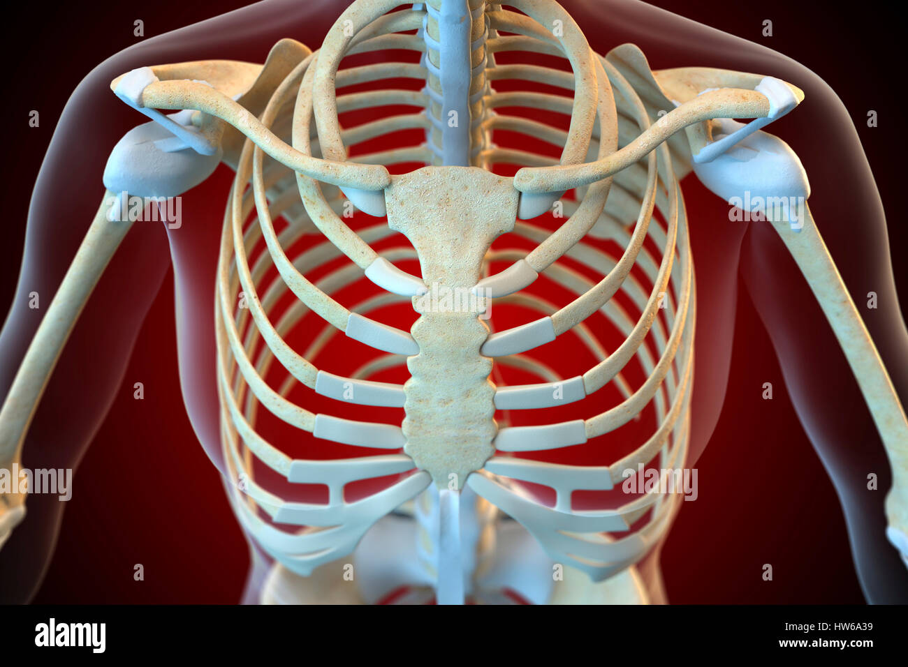 Chest thorax immagini e fotografie stock ad alta risoluzione - Alamy