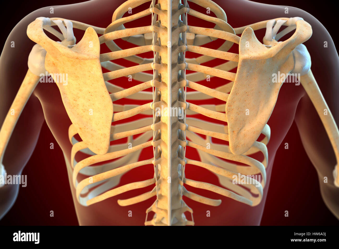Legamenti della spalla umana immagini e fotografie stock ad alta ...