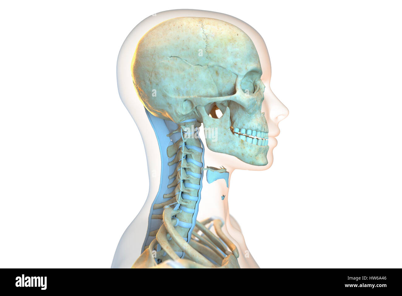 Legamenti collo immagini e fotografie stock ad alta risoluzione - Alamy