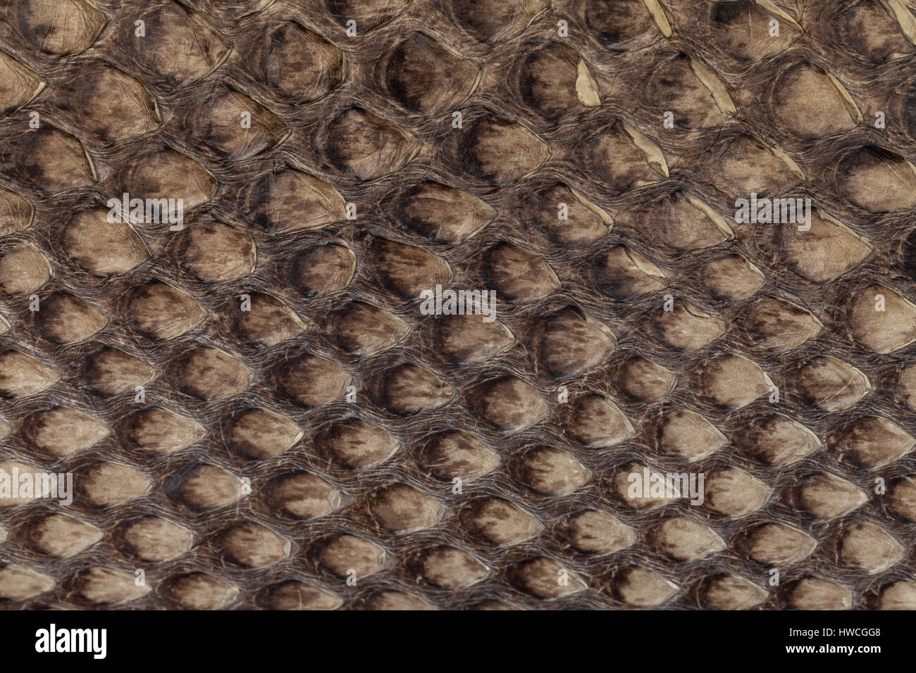 Snake leather cobra skin texture immagini e fotografie stock ad alta ...