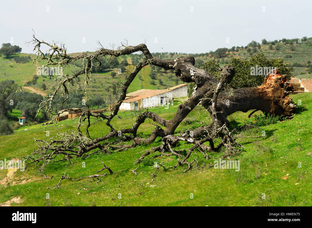 Vecchio e morto Evergreen quercia (Quercus ilex o Quercus rotundifolia ...