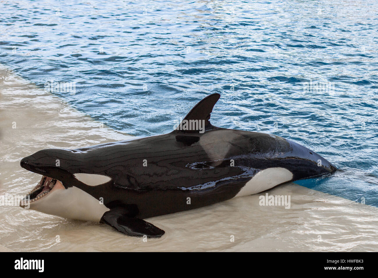 Mammifero di acqua orca assassino balena immagini e fotografie stock ad ...