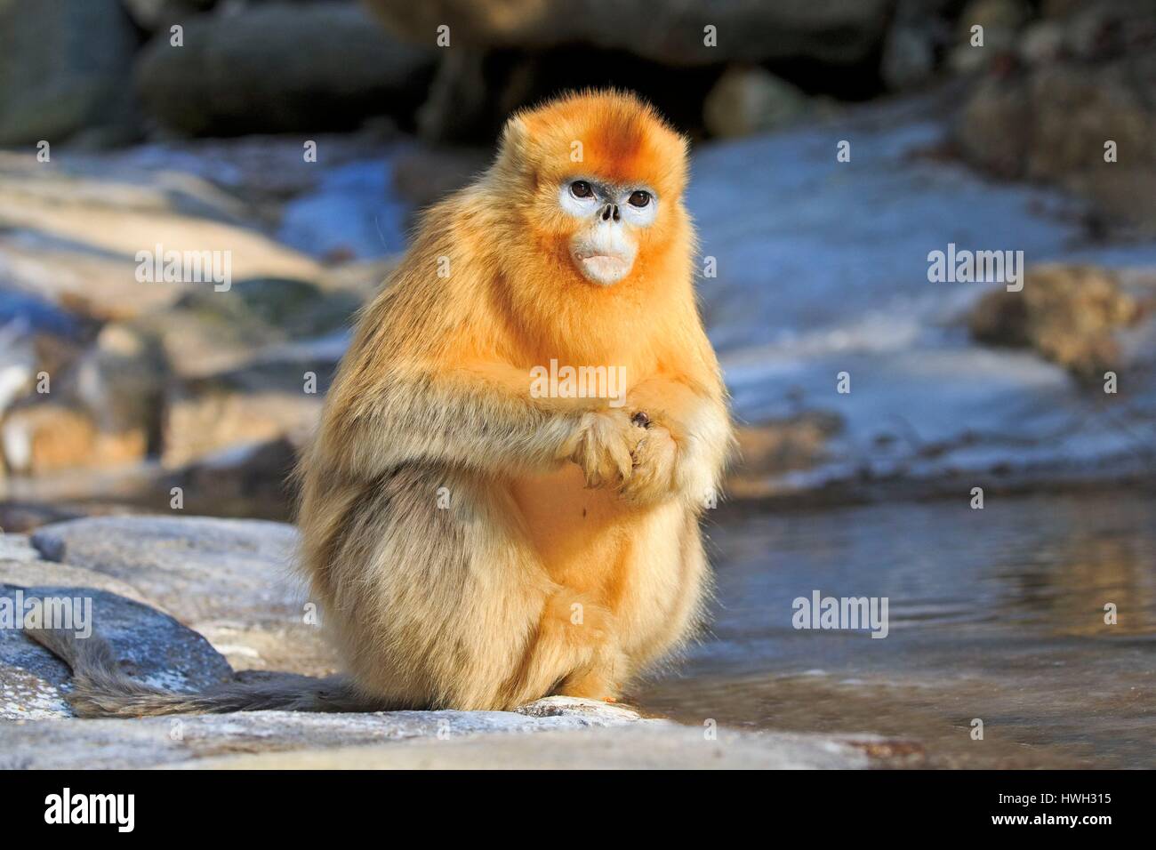 Rhinopithecus Roxellana Immagini & Rhinopithecus Roxellana Fotos Stock ...