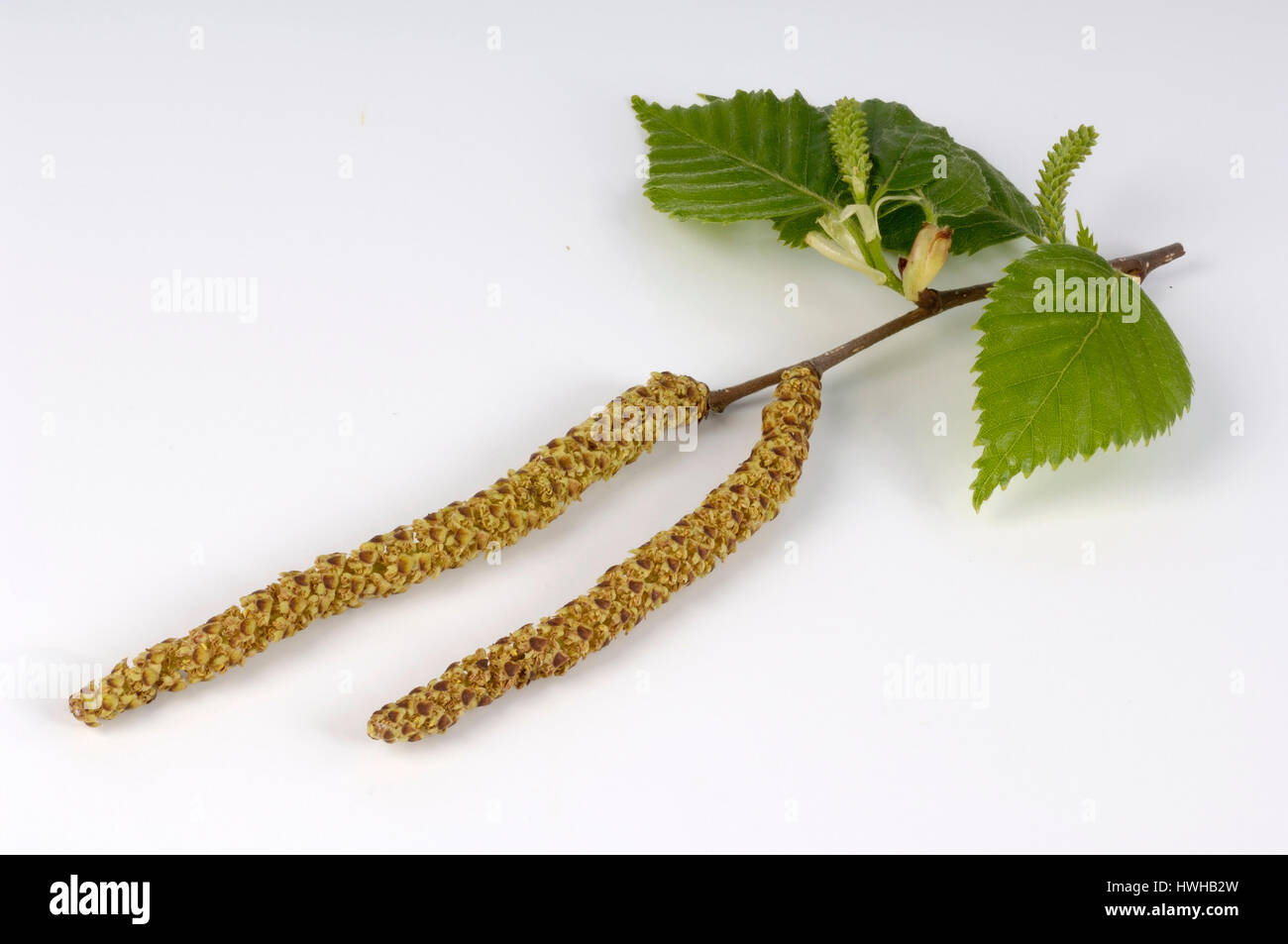 La Betulla lasciare e blossom, Betula pendula tagliare, Object, Object ...