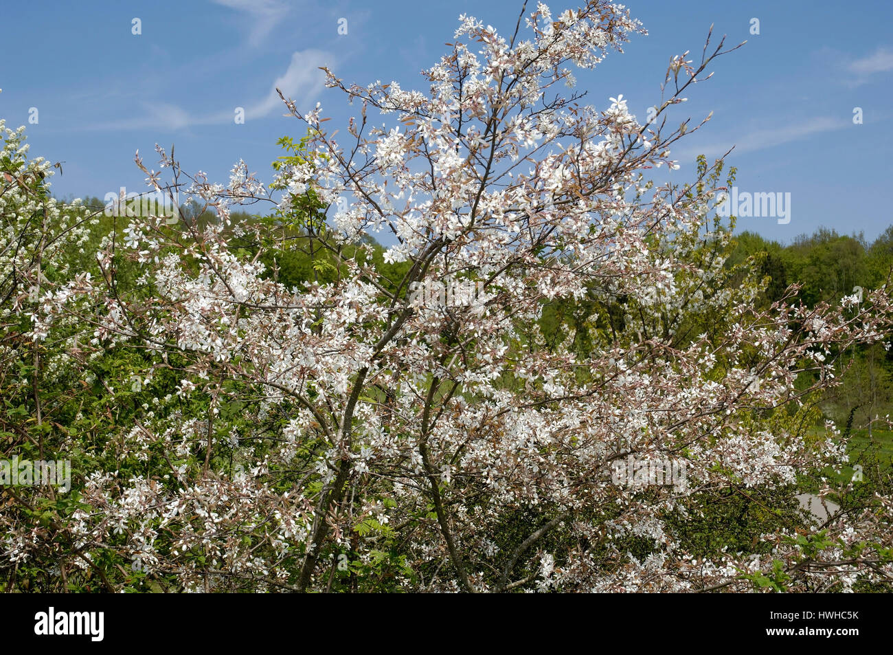 Allegheny serviceberry, Amelanchier laevis, calvo rock pera ...