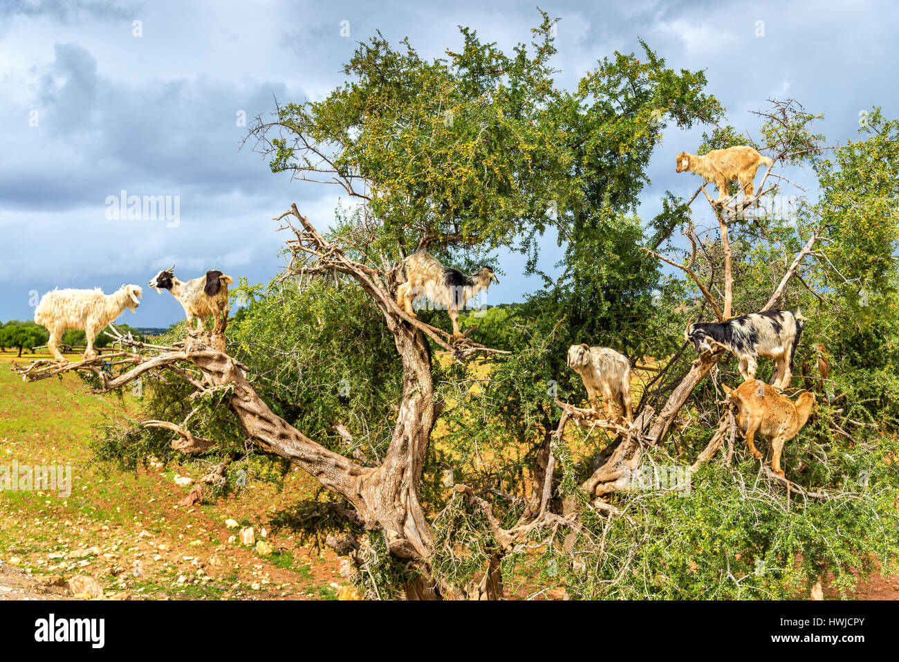 Capre in un albero di argan immagini e fotografie stock ad alta ...