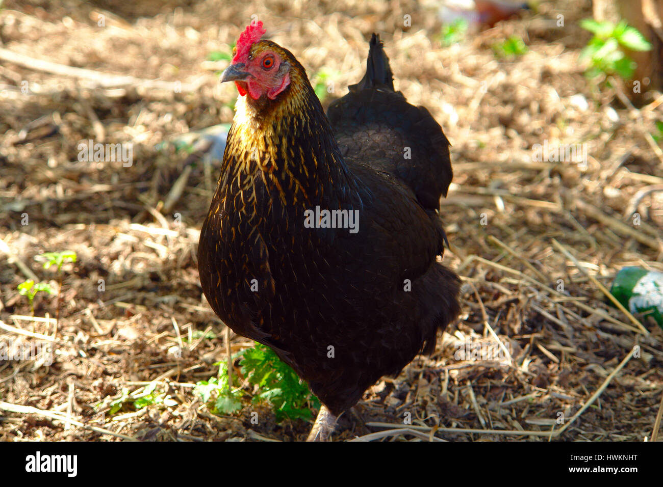Gallina Di Pollo Colorata Immagini e Fotos Stock - Alamy
