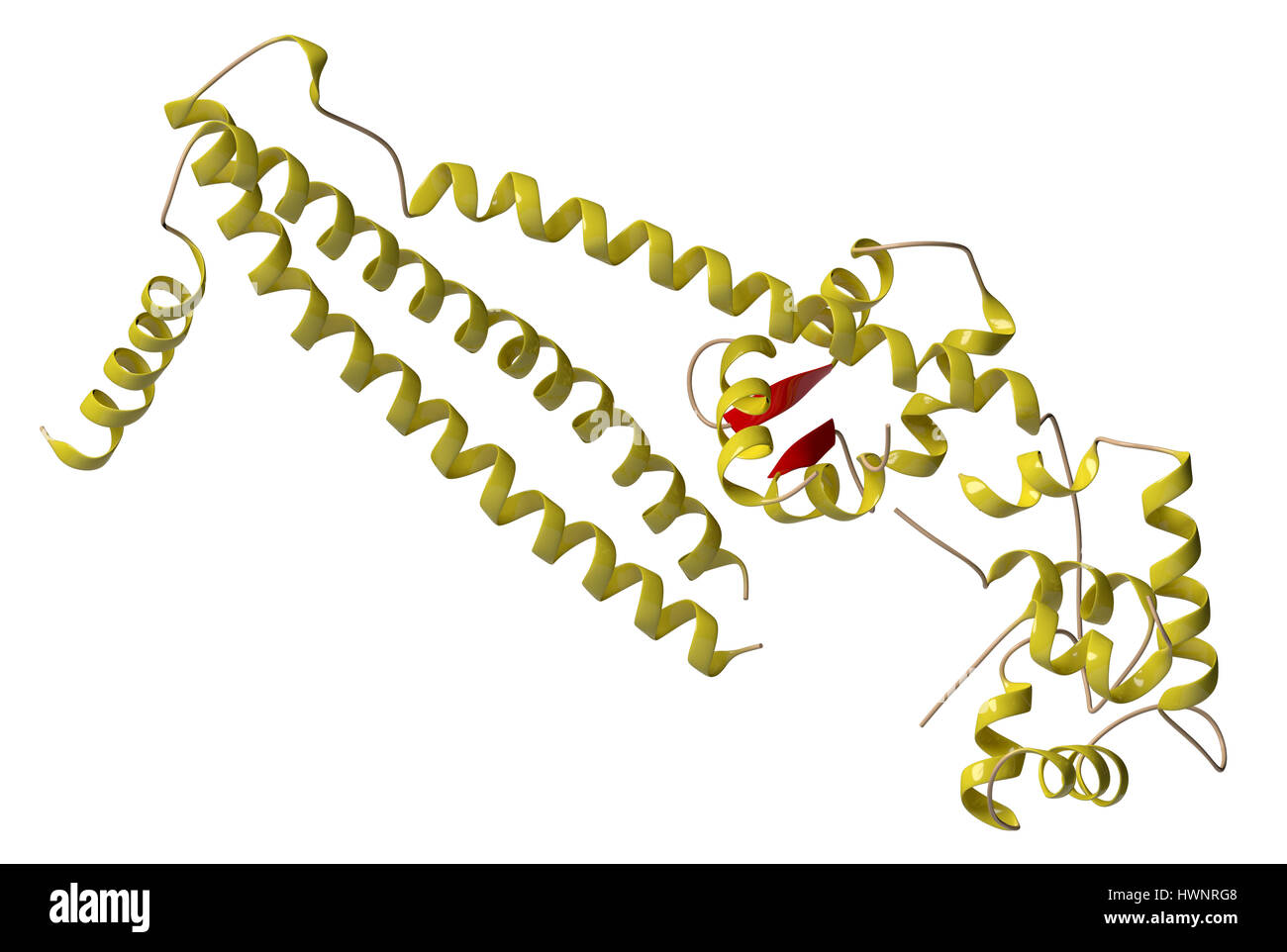 Cardiac muscle cell immagini e fotografie stock ad alta risoluzione - Alamy