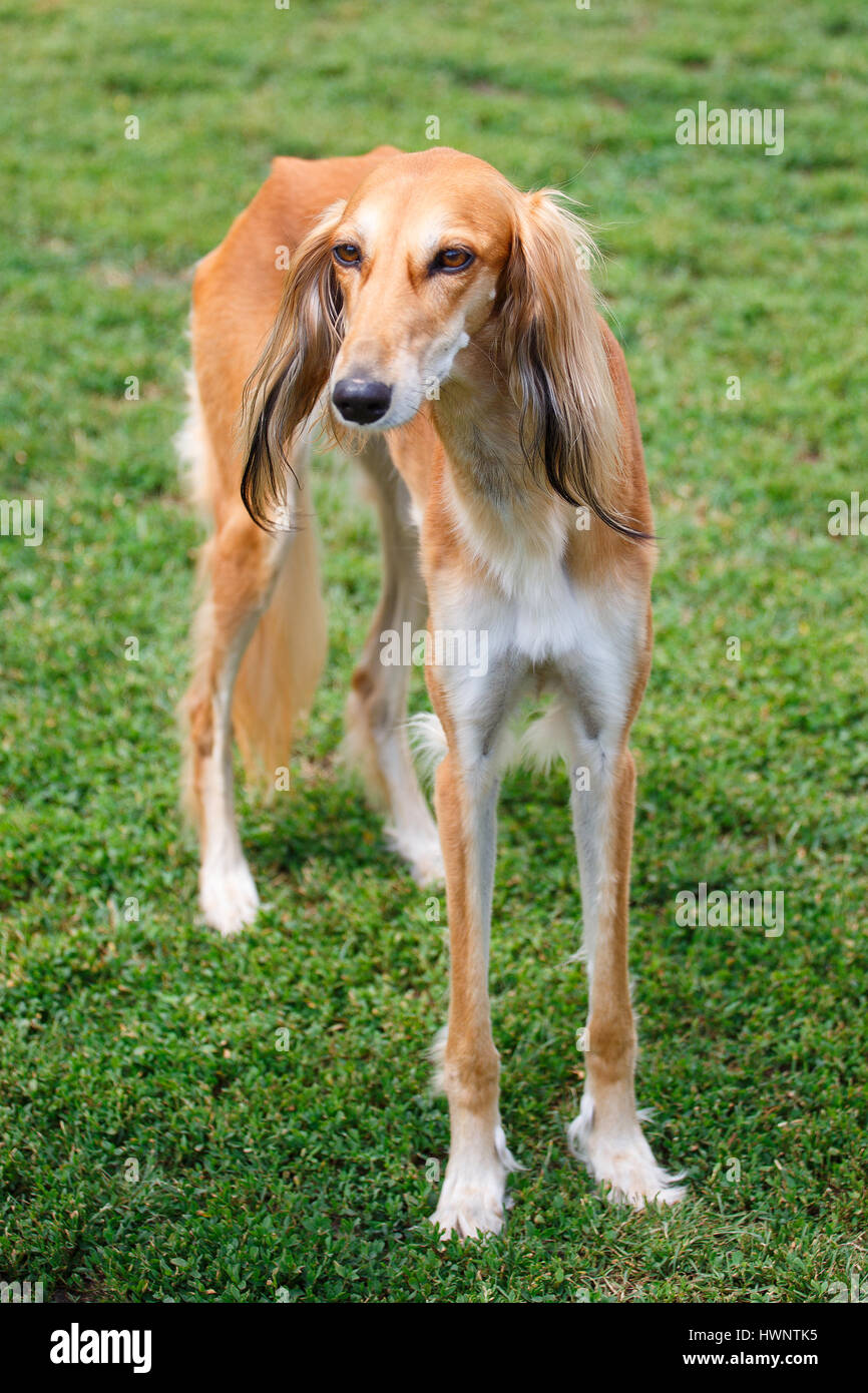 Levriero persiano o cane gazzelle immagini e fotografie stock ad alta ...