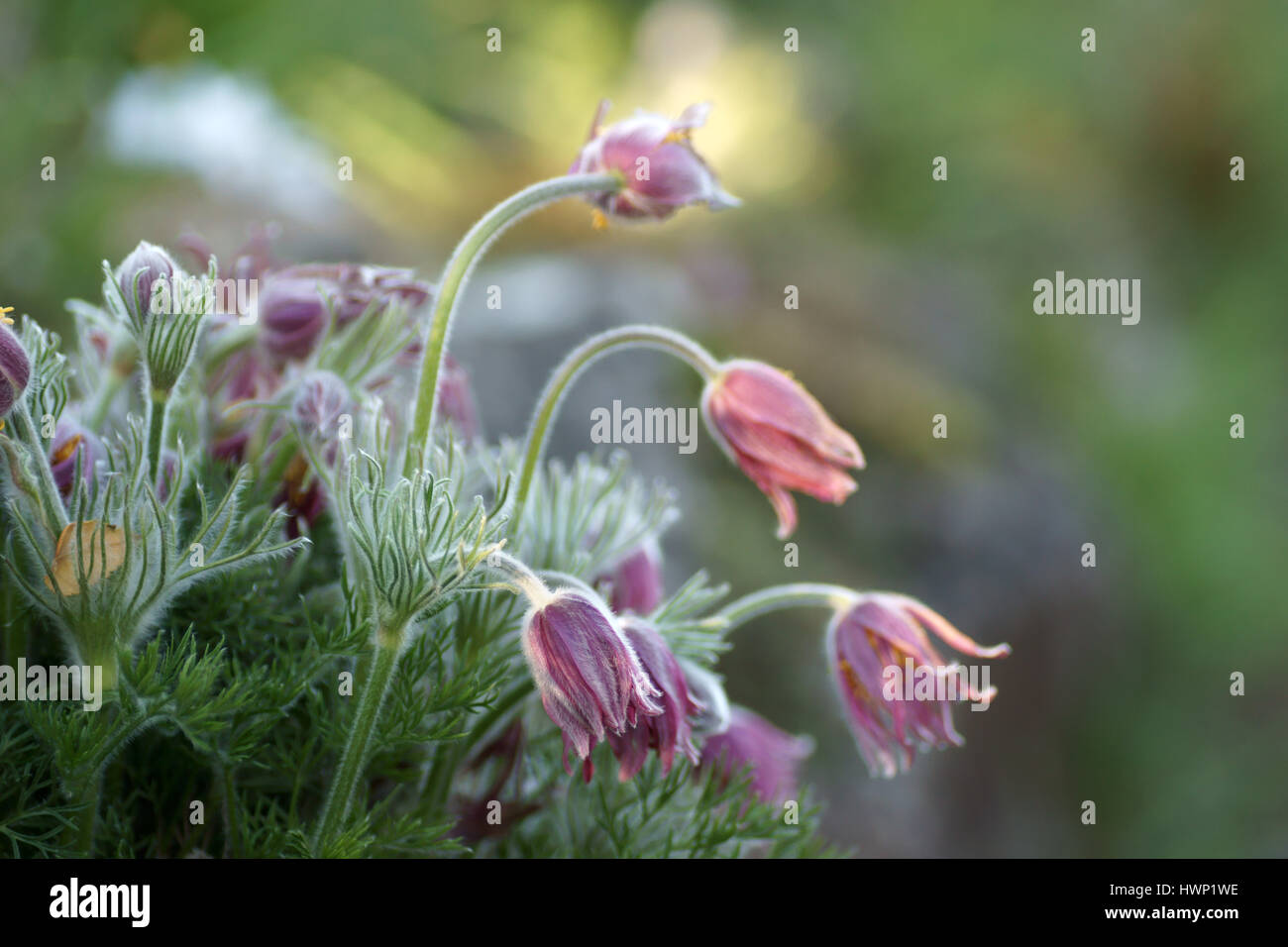 Pulsatilla vulgaris var rubra immagini e fotografie stock ad alta ...