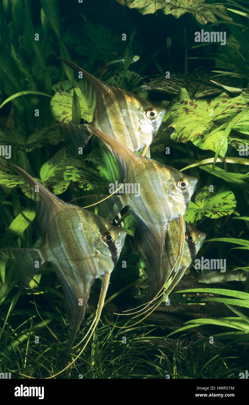 Orinoco Angelfish Pterophyllum Altum Immagini e Fotos Stock - Alamy