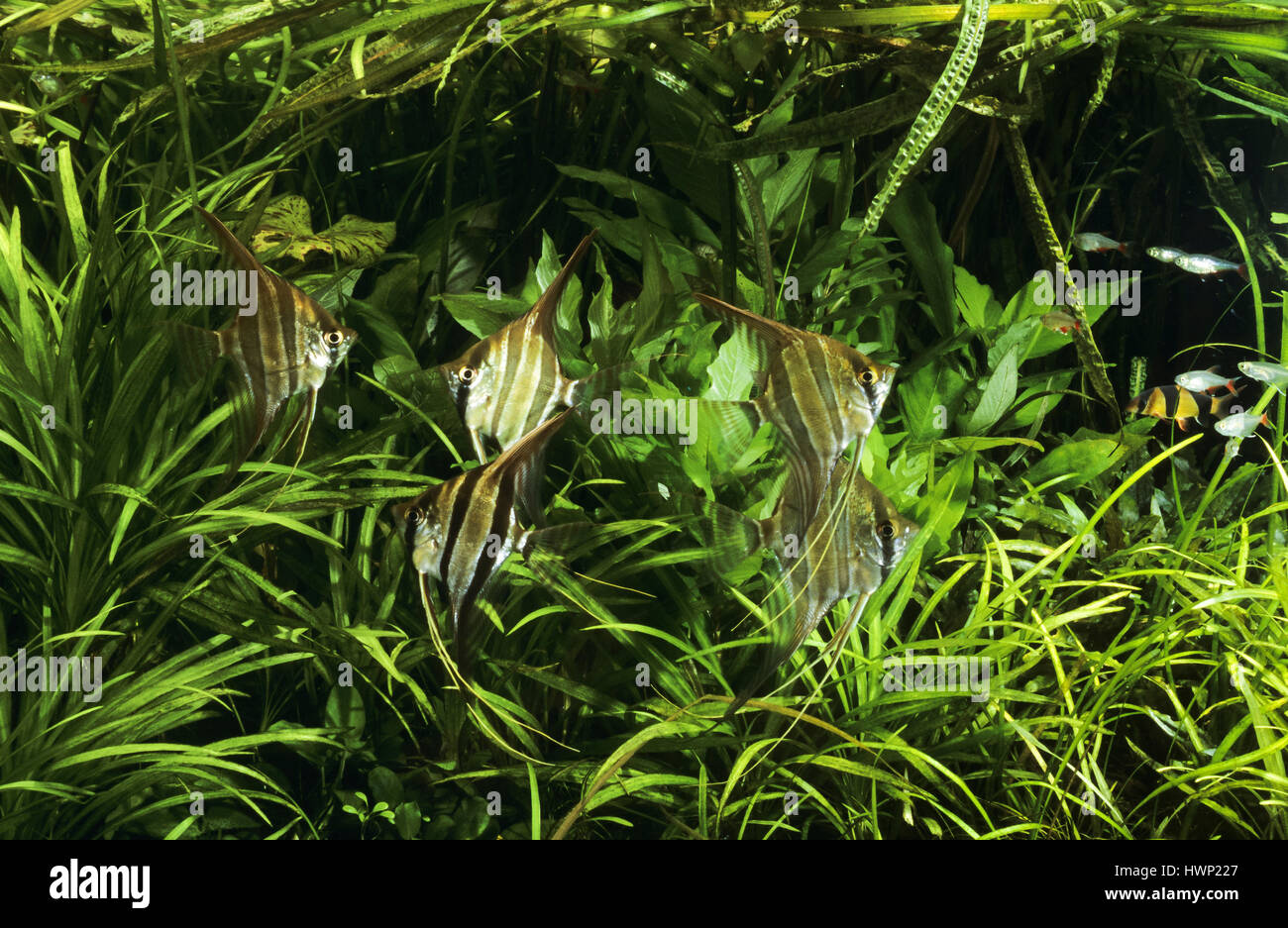 Orinoco angelfish pterophyllum altum immagini e fotografie stock ad ...