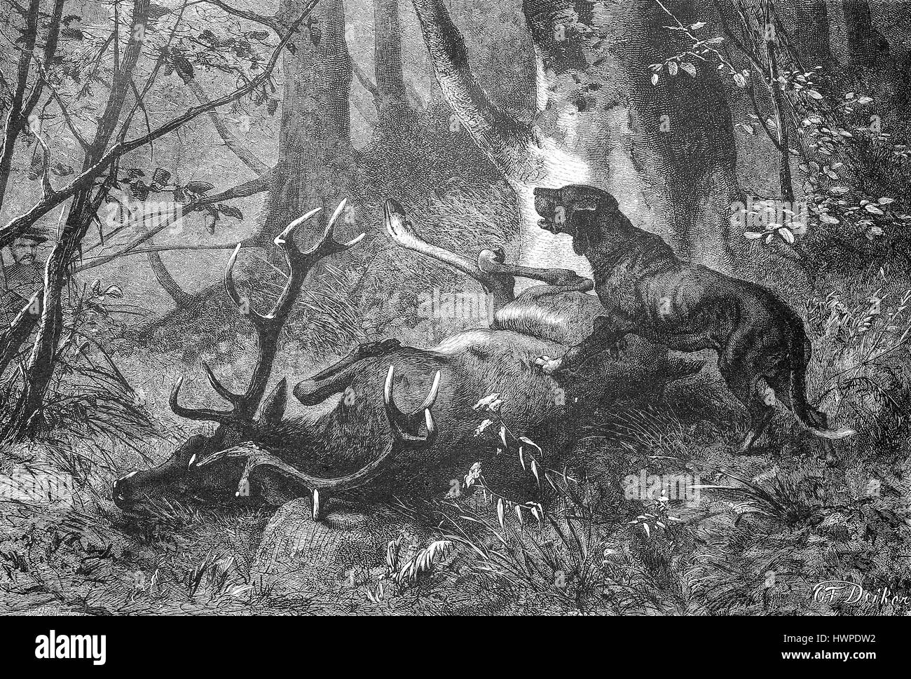 Disegnodi cervo immagini e fotografie stock ad alta risoluzione - Alamy