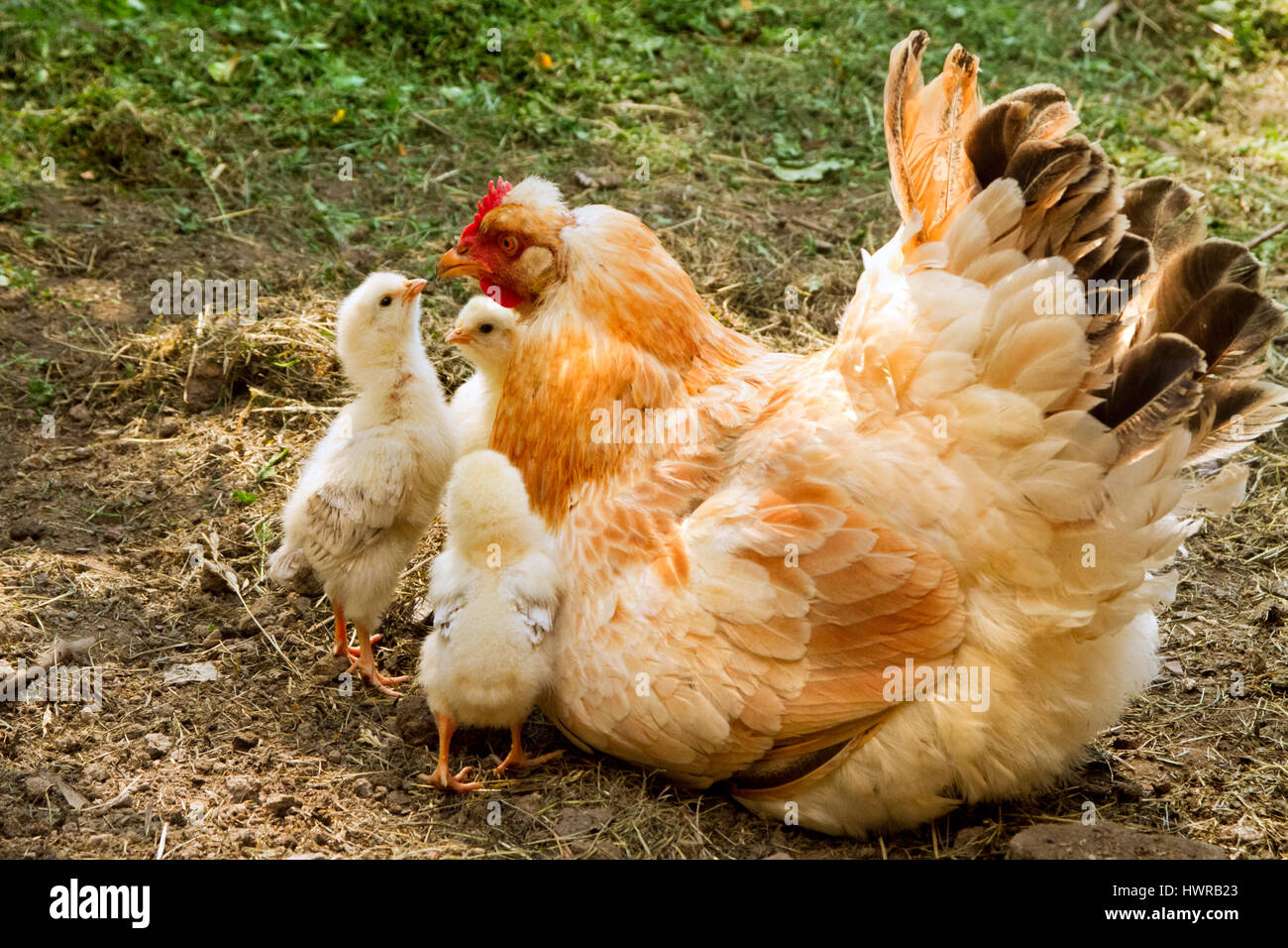 L'amore della madre, la madre gallina con le sue pulcini Foto stock - Alamy