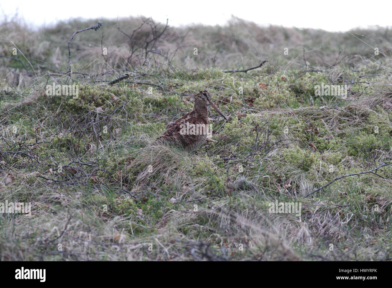 Beccaccia euroasiatica immagini e fotografie stock ad alta risoluzione ...