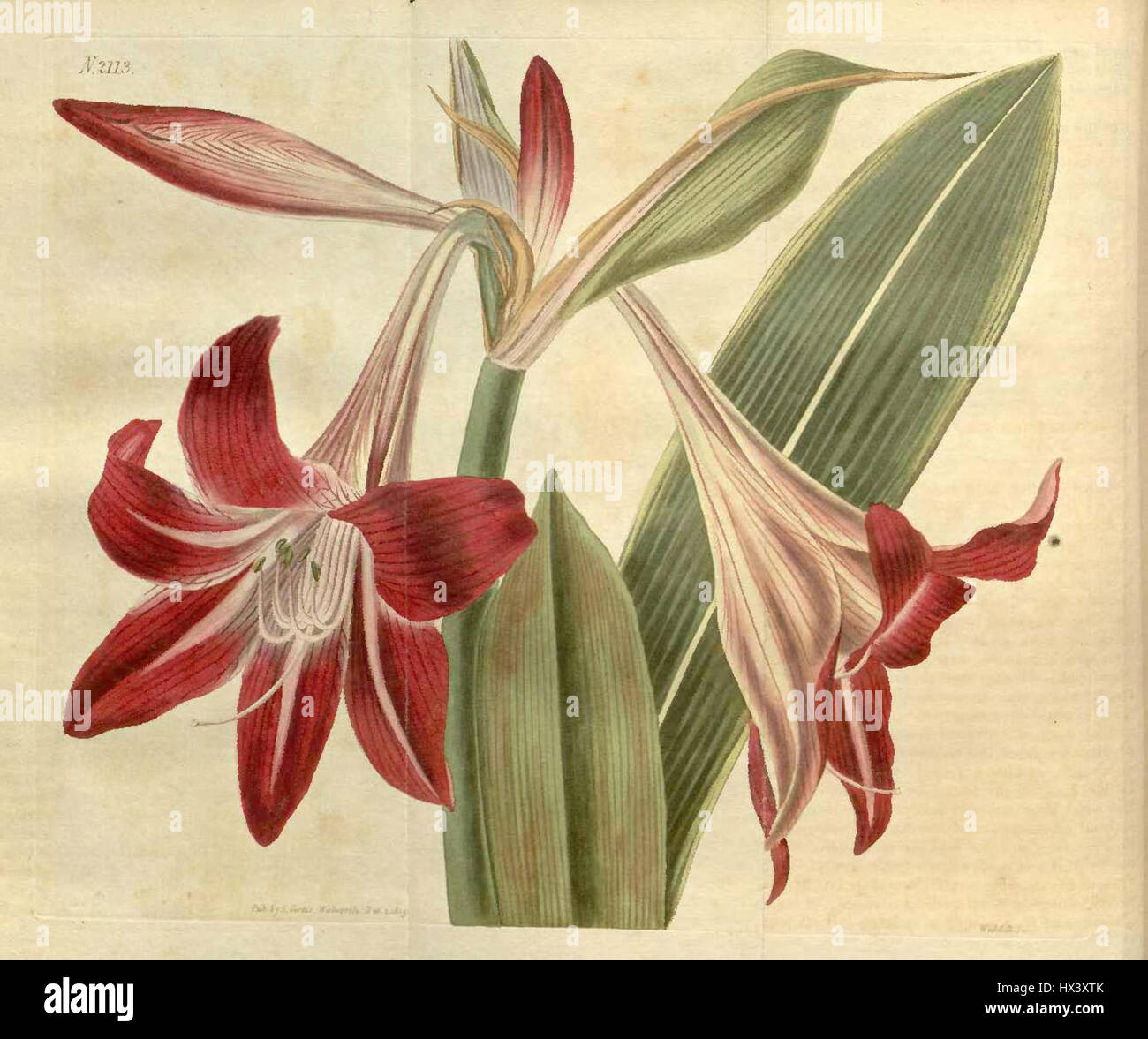 Hippeastrum reticulatum immagini e fotografie stock ad alta risoluzione ...