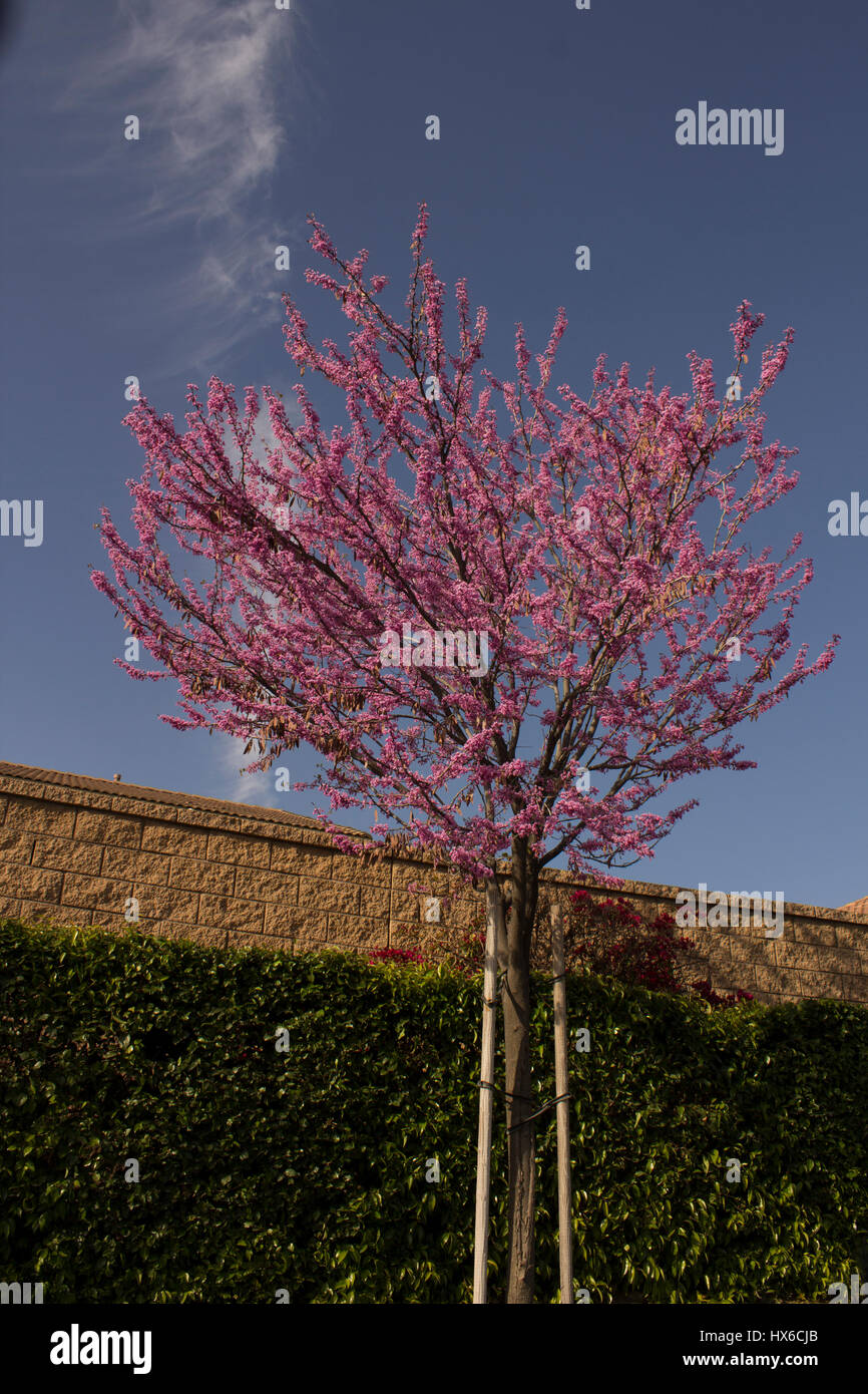 Alberi di cornioli rosa immagini e fotografie stock ad alta risoluzione ...