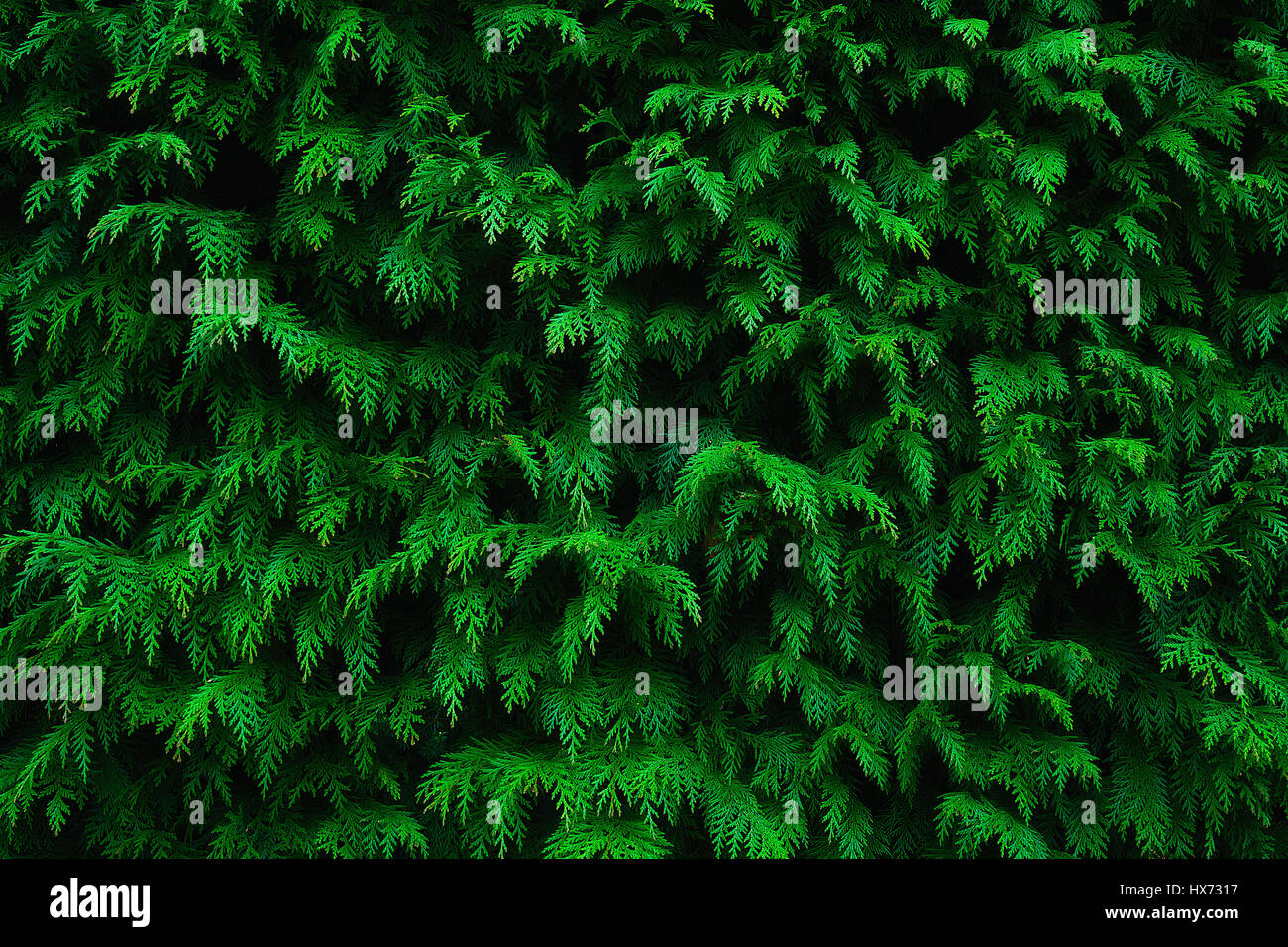 Sfondo texture foglia immagini e fotografie stock ad alta risoluzione ...