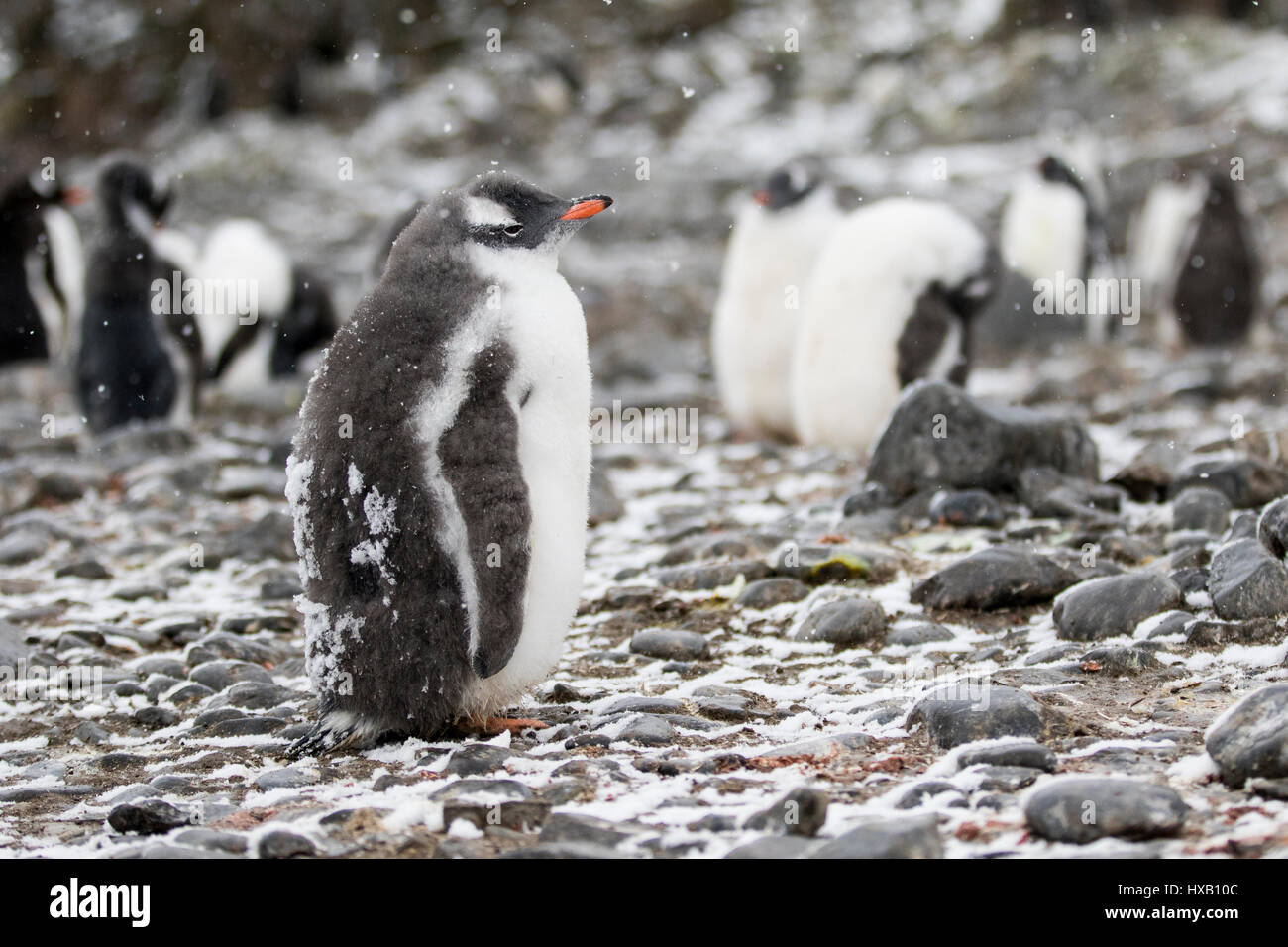 Pulcino di pinguino immagini e fotografie stock ad alta risoluzione - Alamy