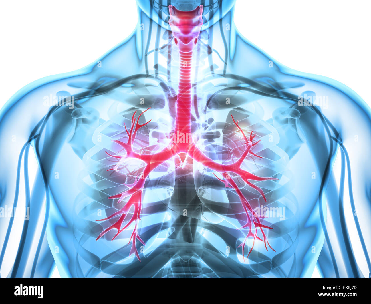 3D illustrazione della laringe Trachea Bronchi parte del sistema ...