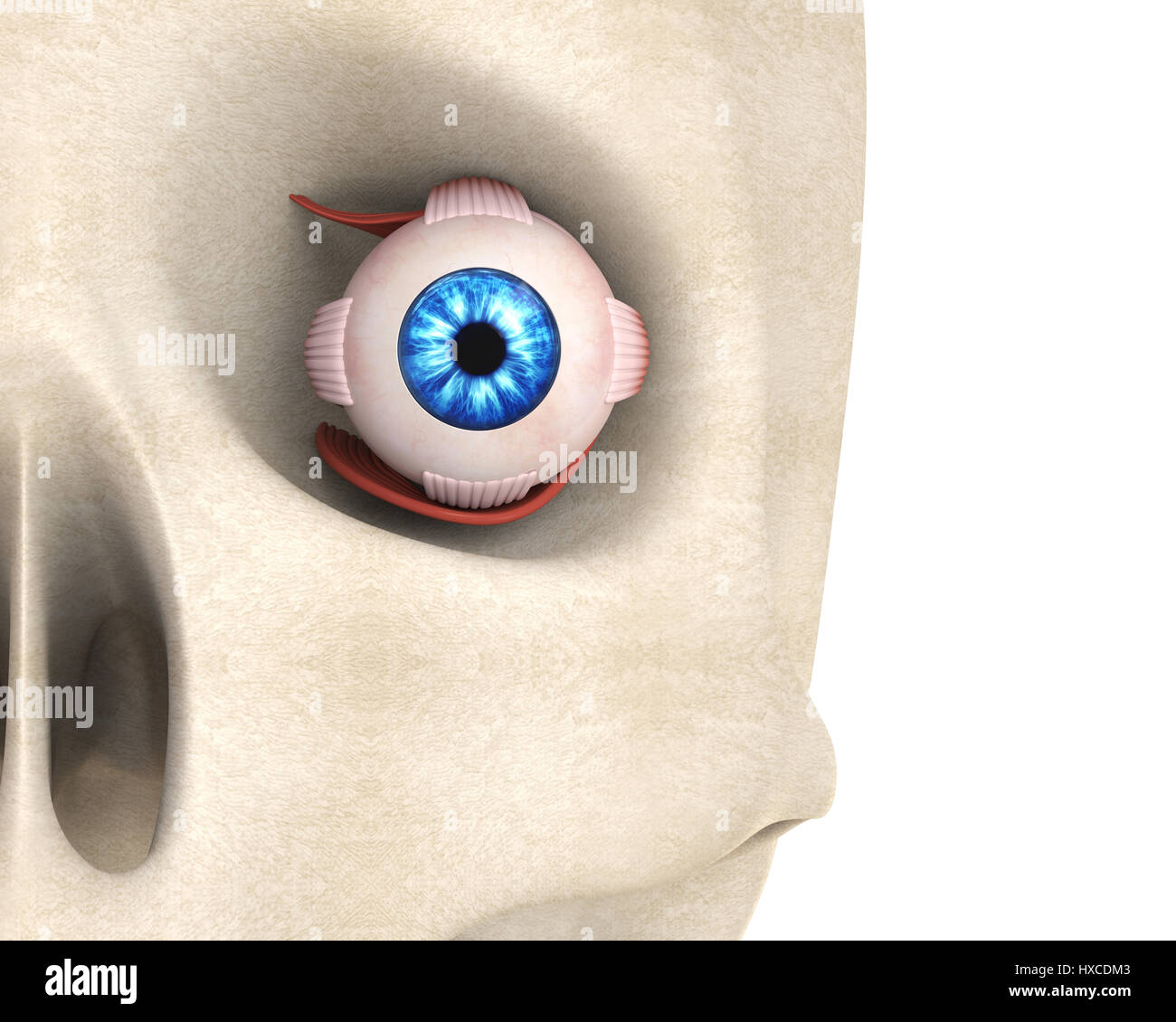 Músculos del miembro superior anatomía immagini e fotografie stock ad ...