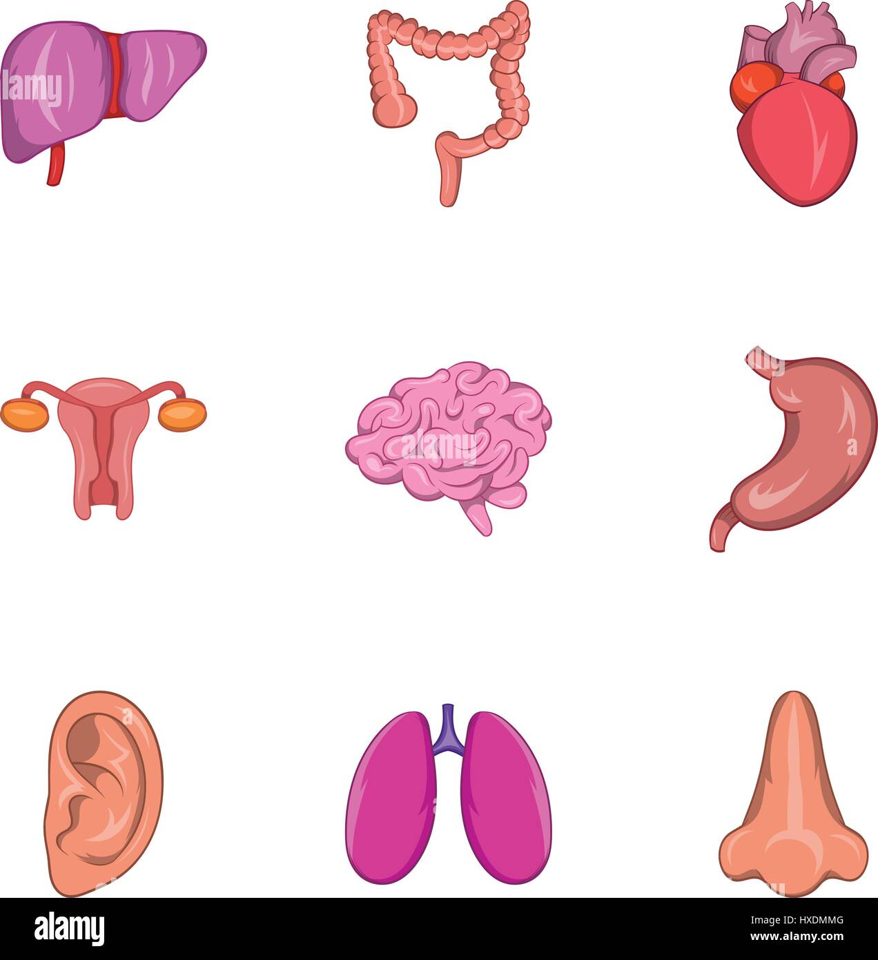 Organi vitali Immagini Vettoriali Stock - Alamy