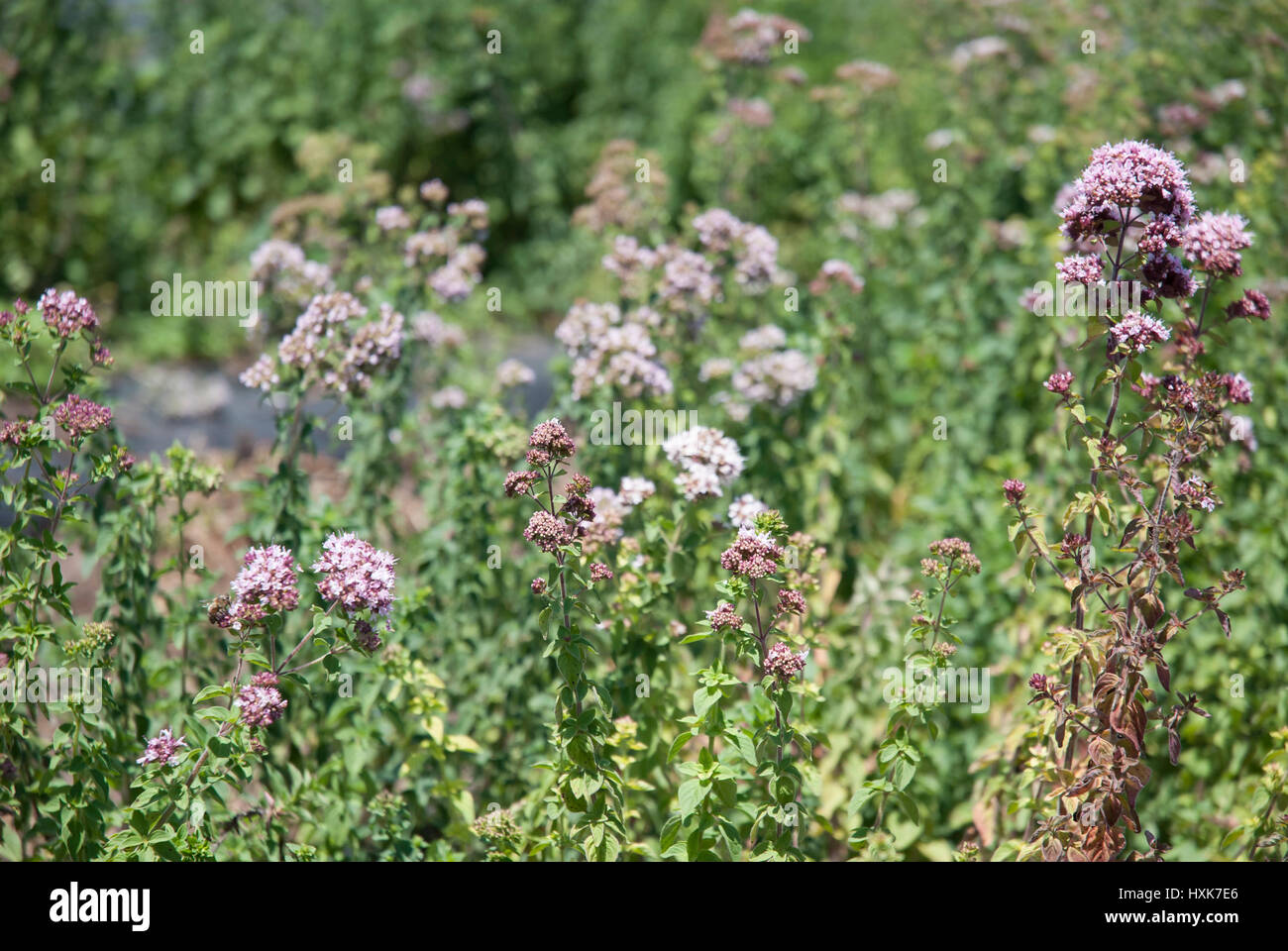 Origano in fiore origanum vulgare immagini e fotografie stock ad alta ...