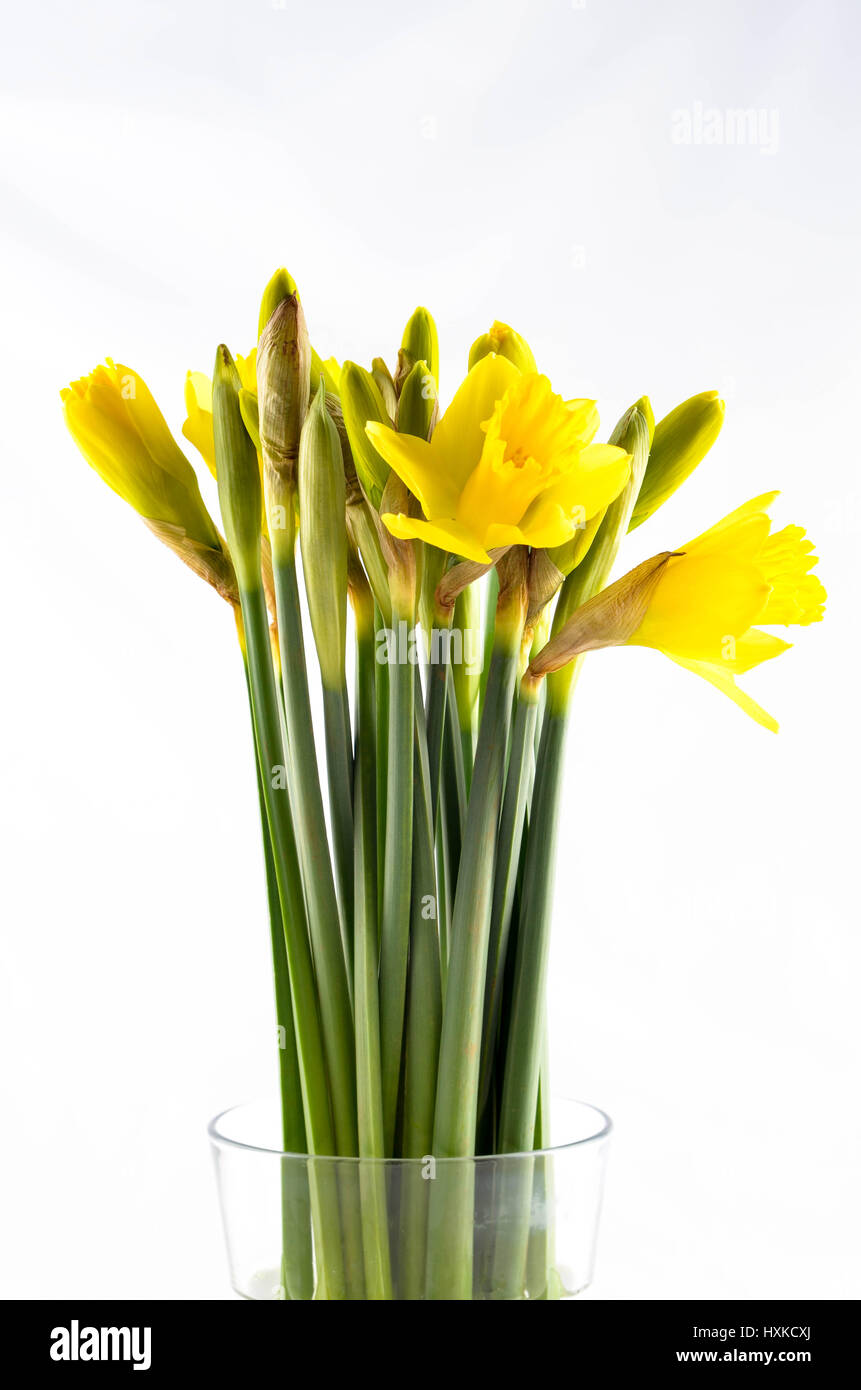 Narzissen gelb immagini e fotografie stock ad alta risoluzione - Alamy